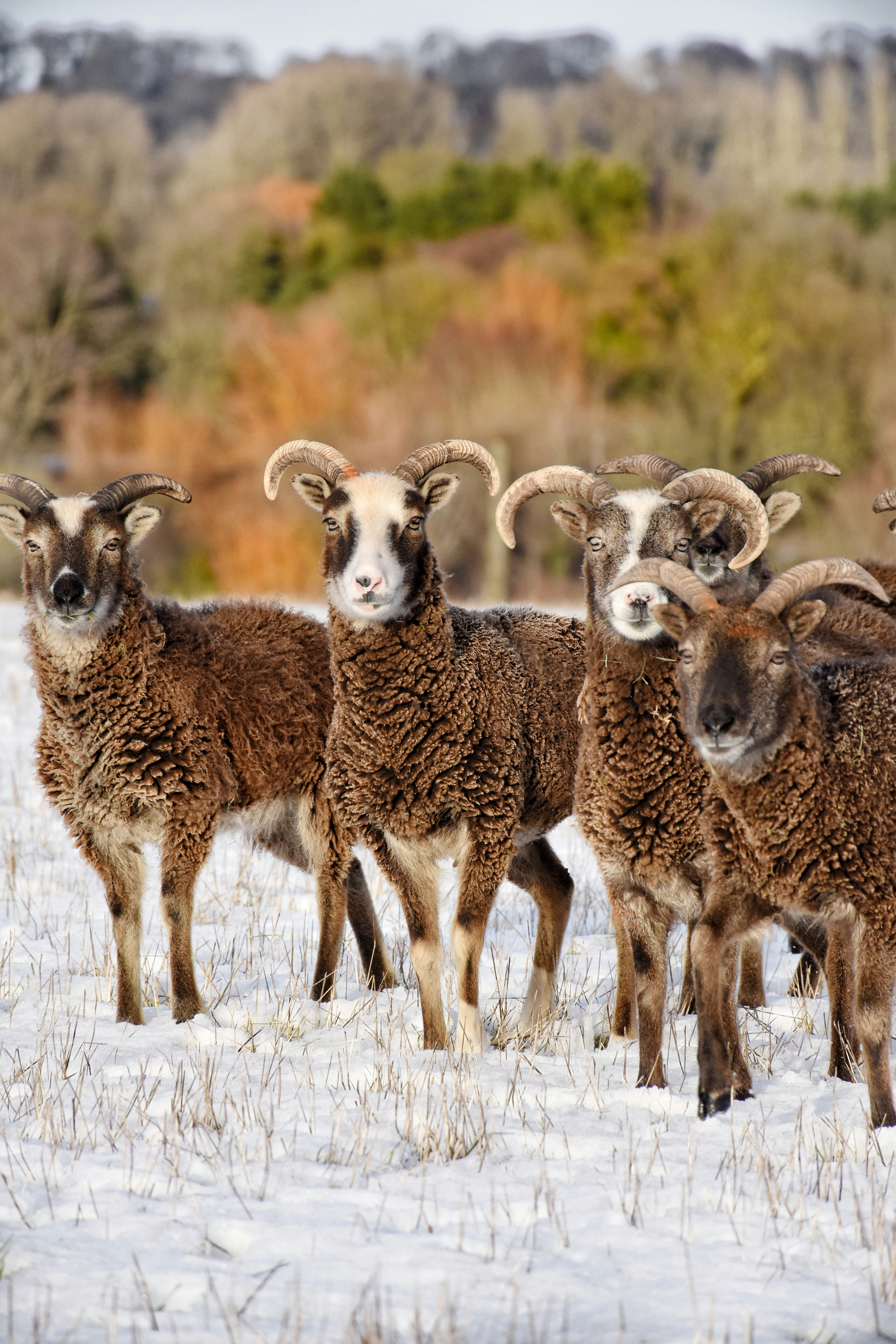 A group of sheep with distinctive curled horns stands in a snowy field, surrounded by a blurred backdrop of trees in autumn hues.