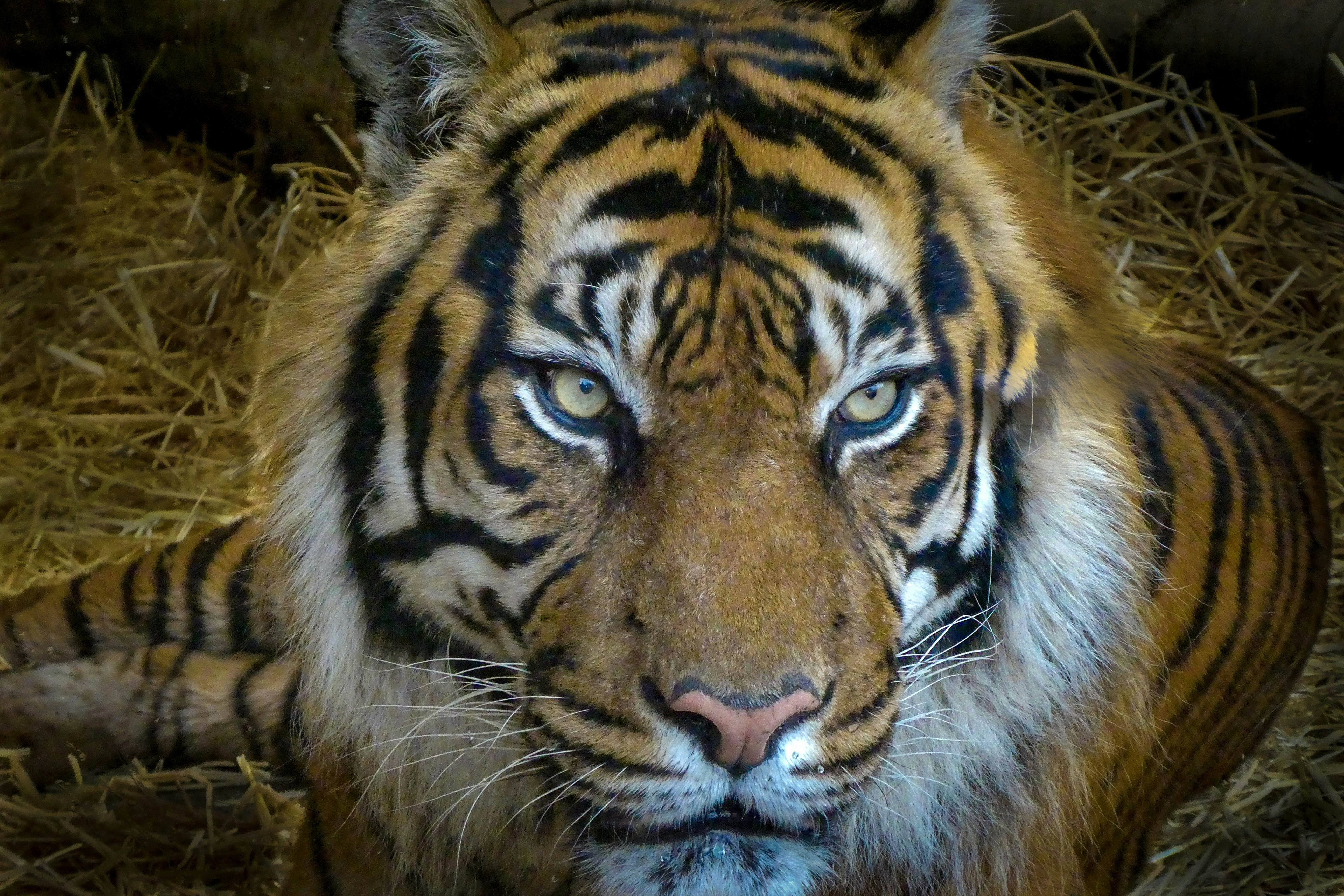 500+ Tiger Face Pictures [HD] | Download Free Images on Unsplash