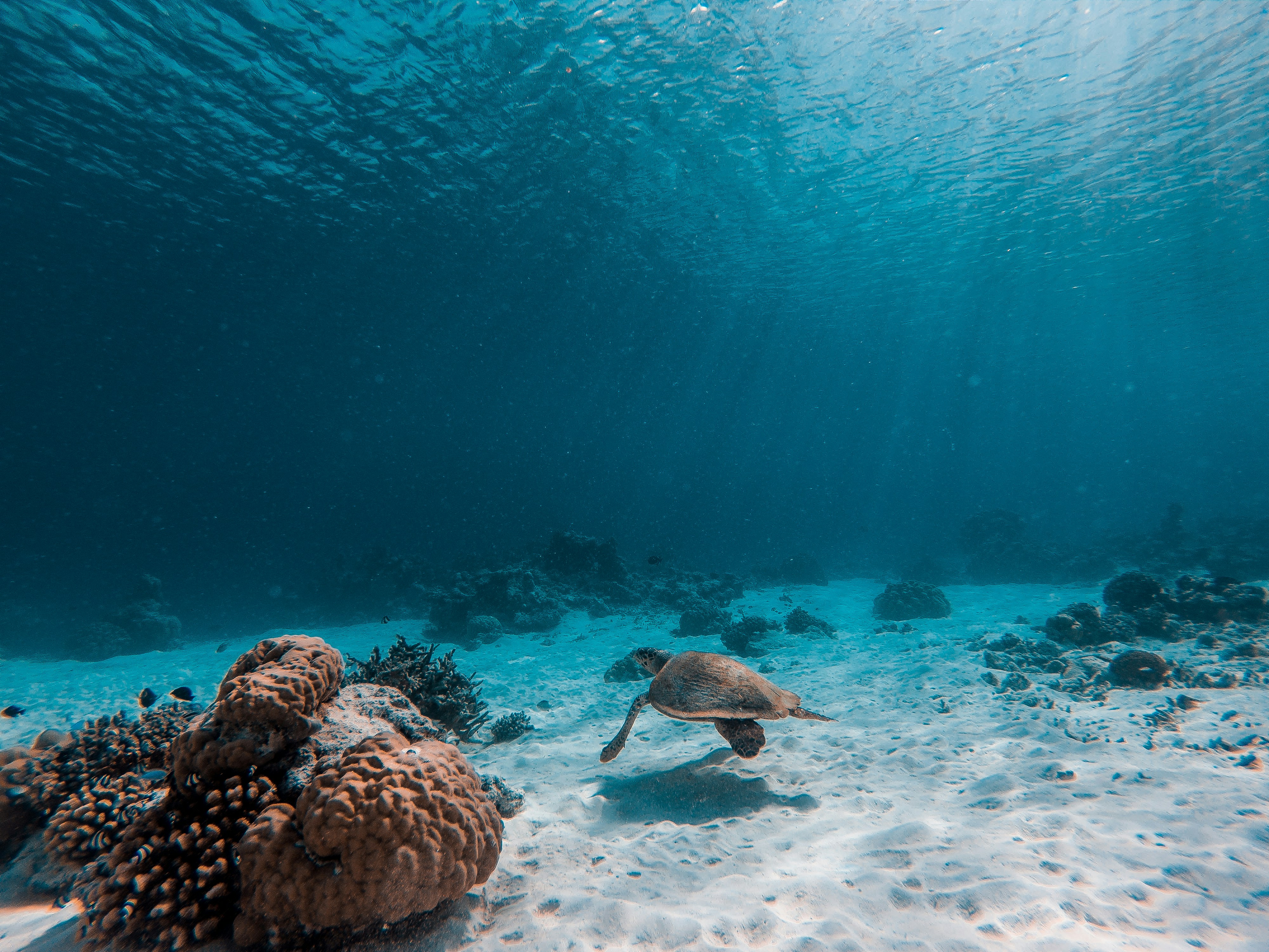 100+ Underwater Images | Download Free Images & Stock Photos on Unsplash