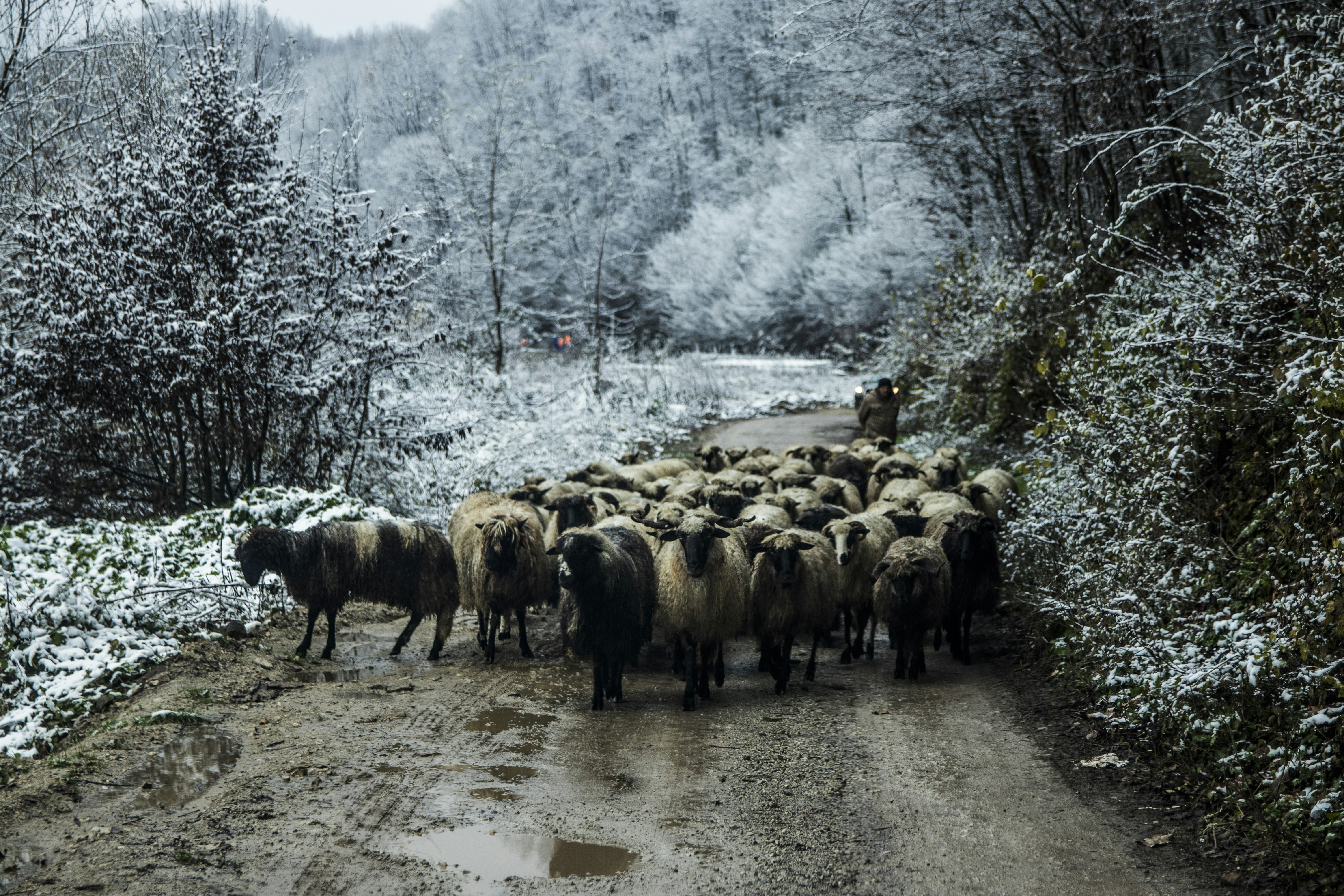 herd of goat on dirt road between trees during daytime