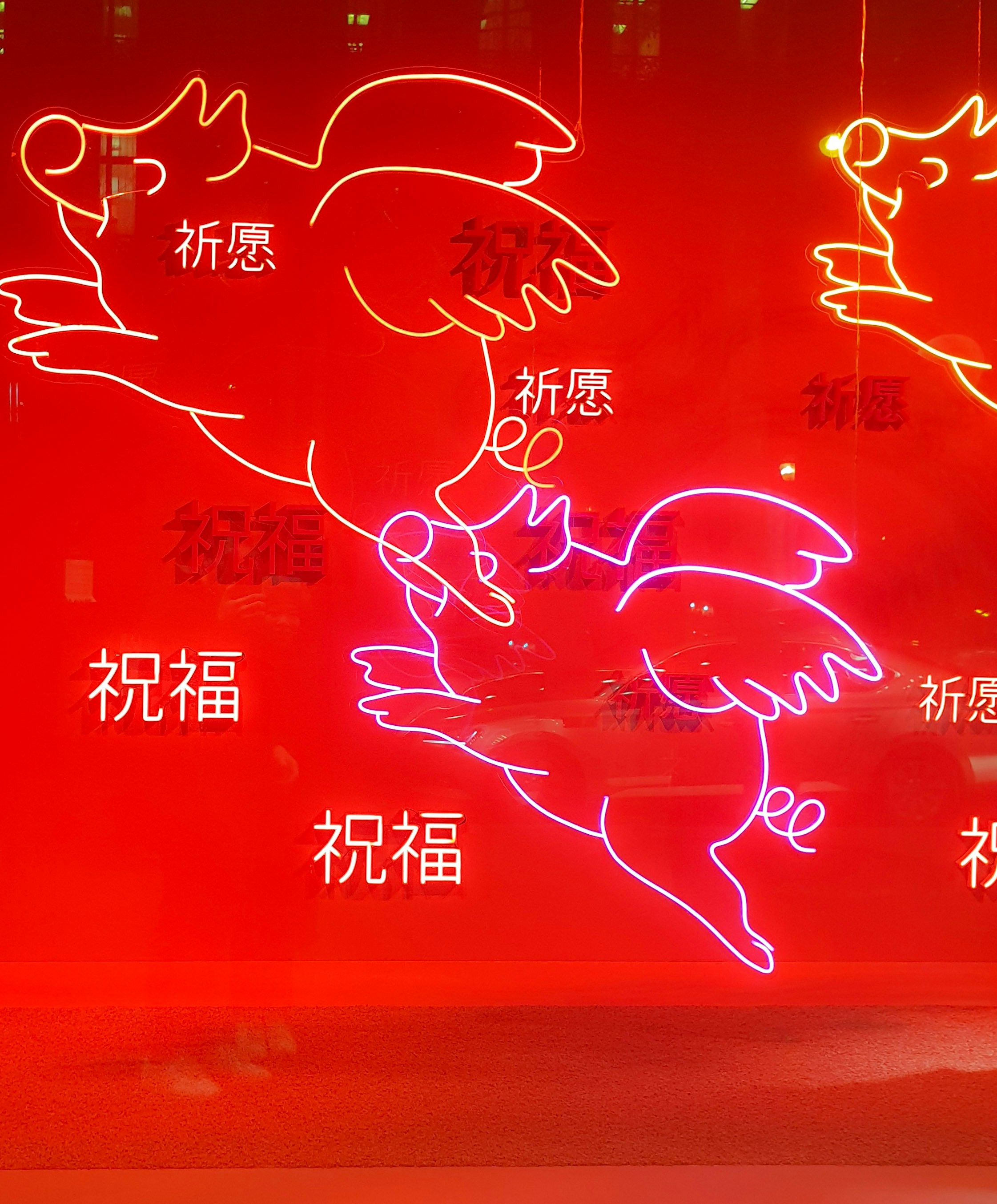 Winged pigs neon signs photo – Free Light Image on Unsplash