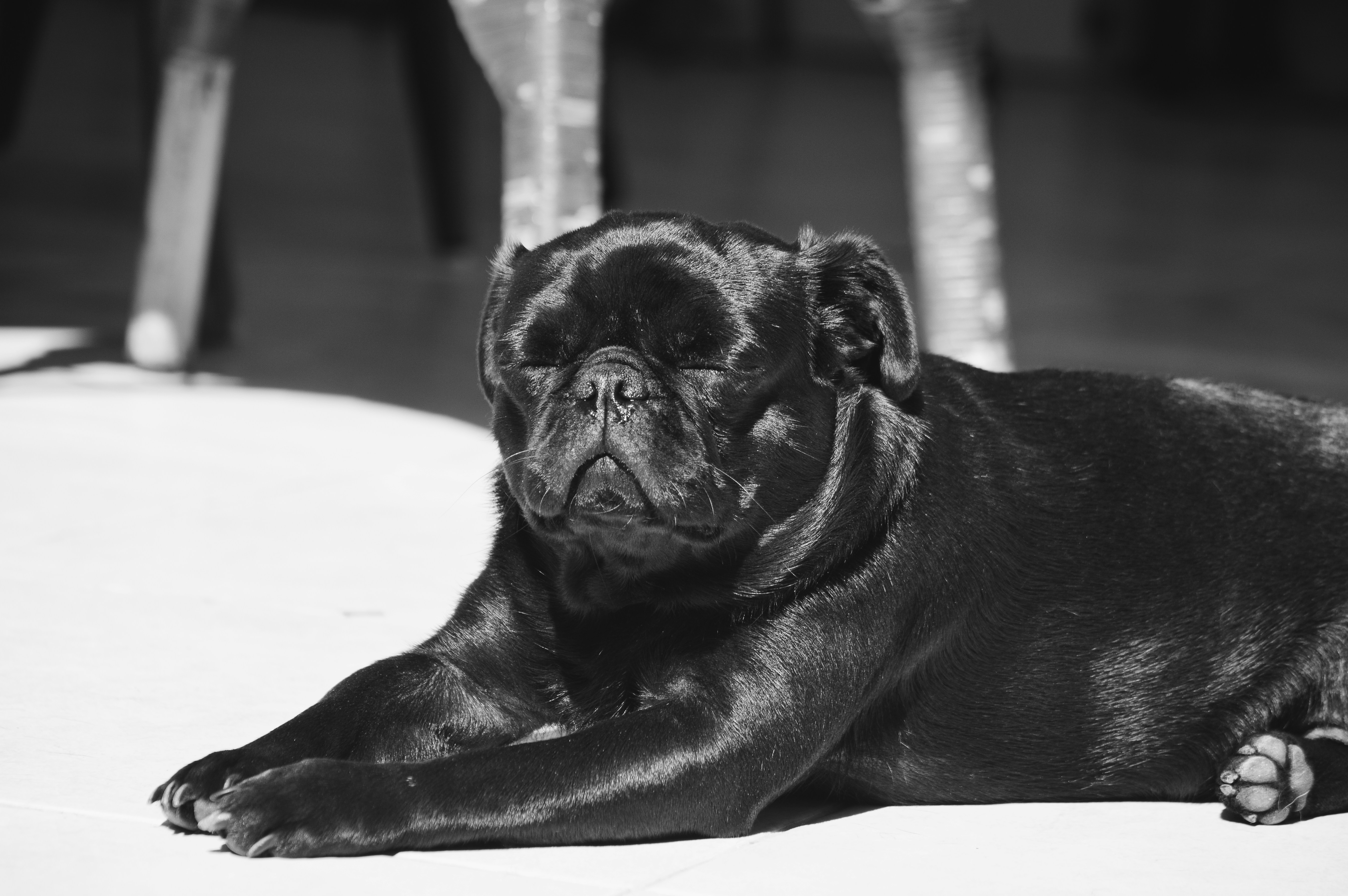 Sunlit Slumber: A Black Pug Resting in Quiet Spotlight