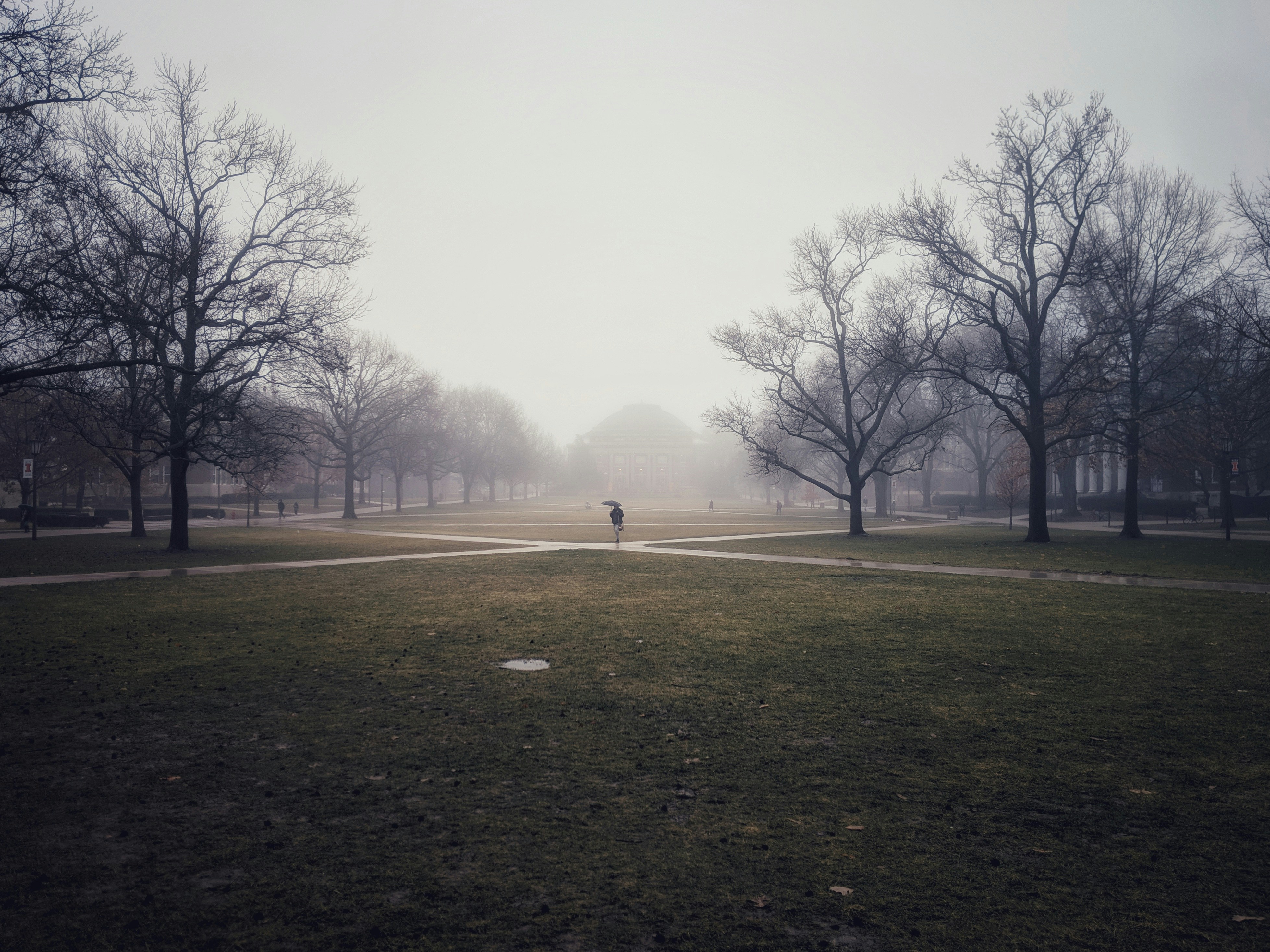 Solitary figure walks along a foggy park path lined with bare trees.