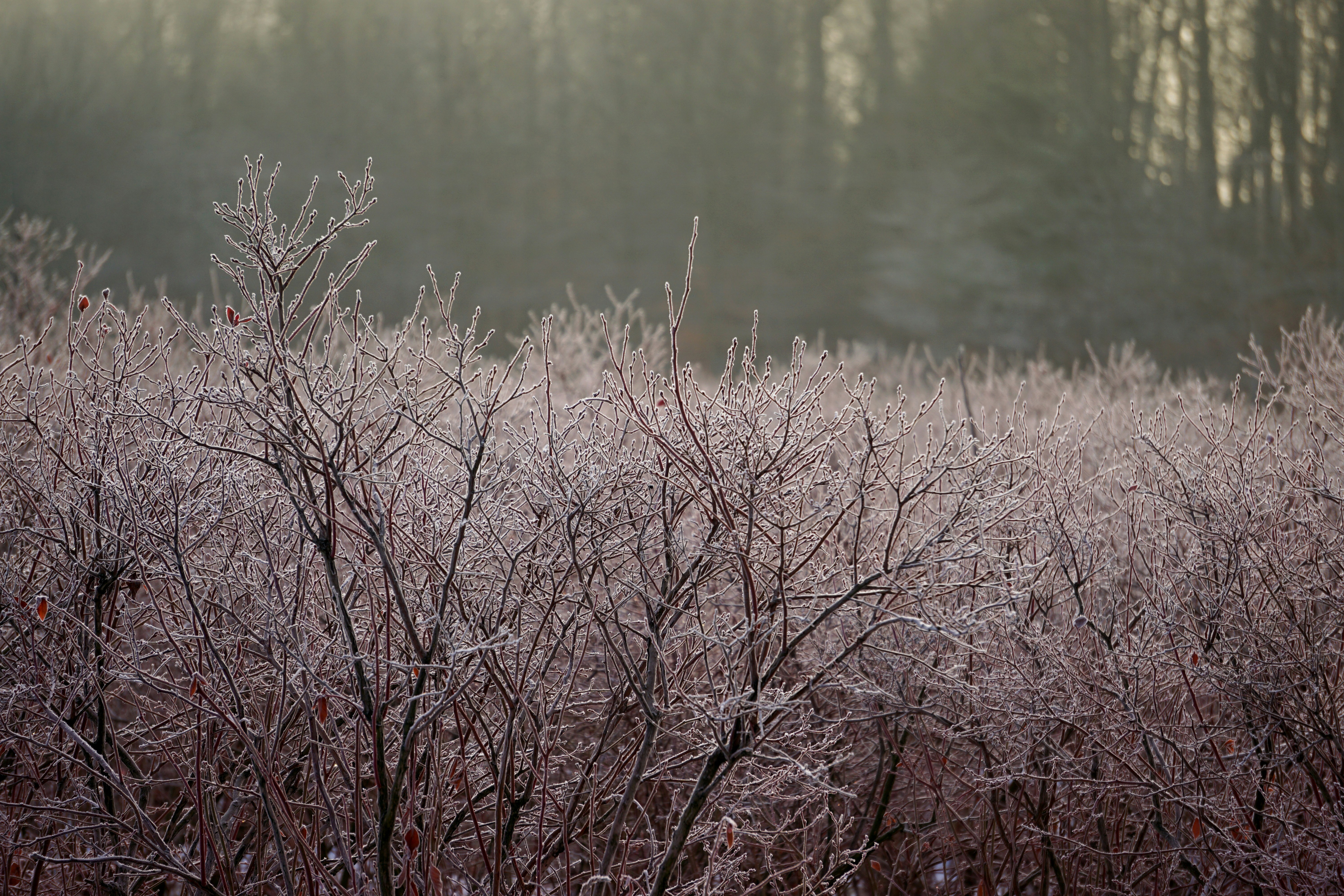 withered trees during daytime