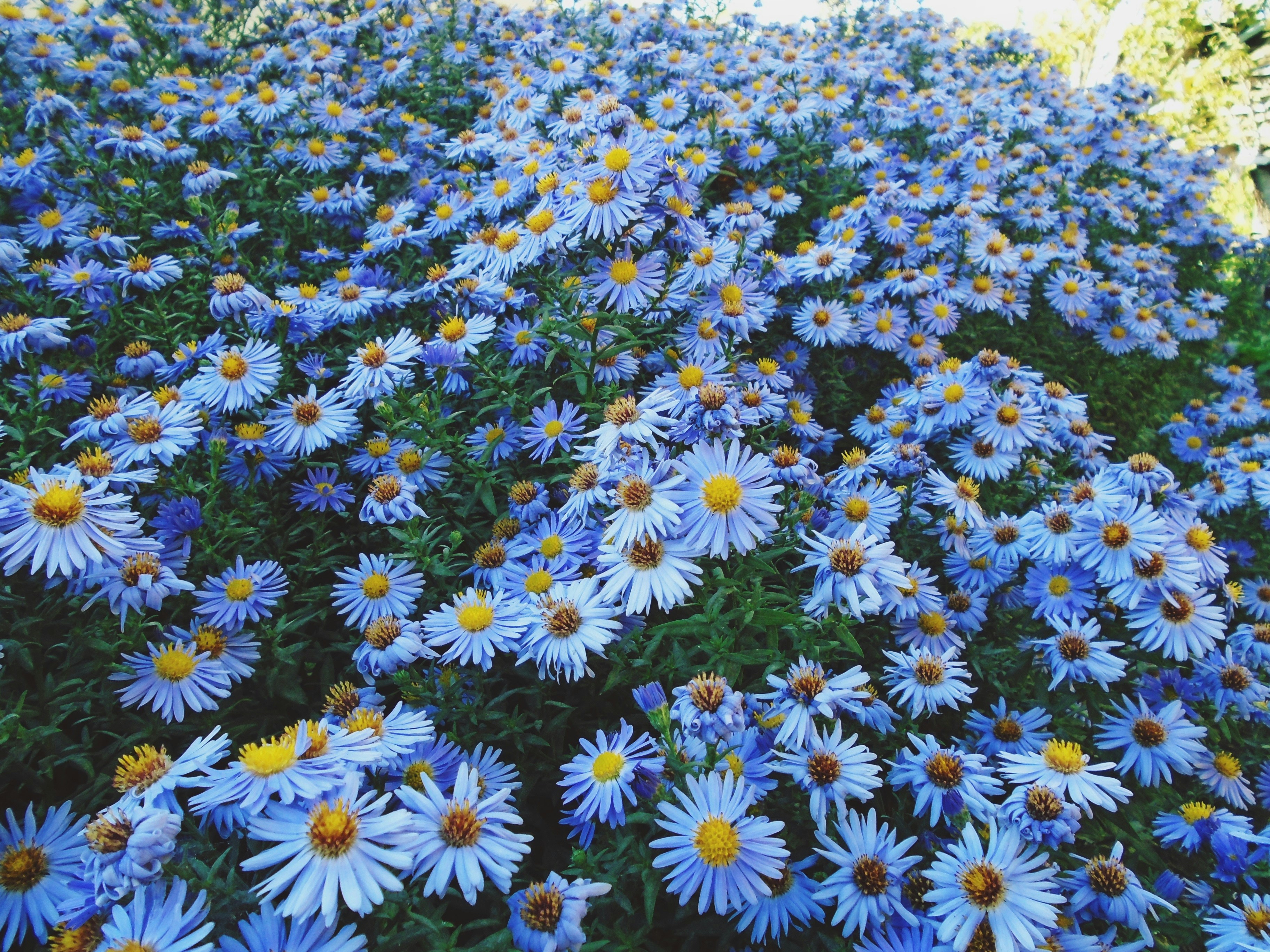 Autumn aster flowers