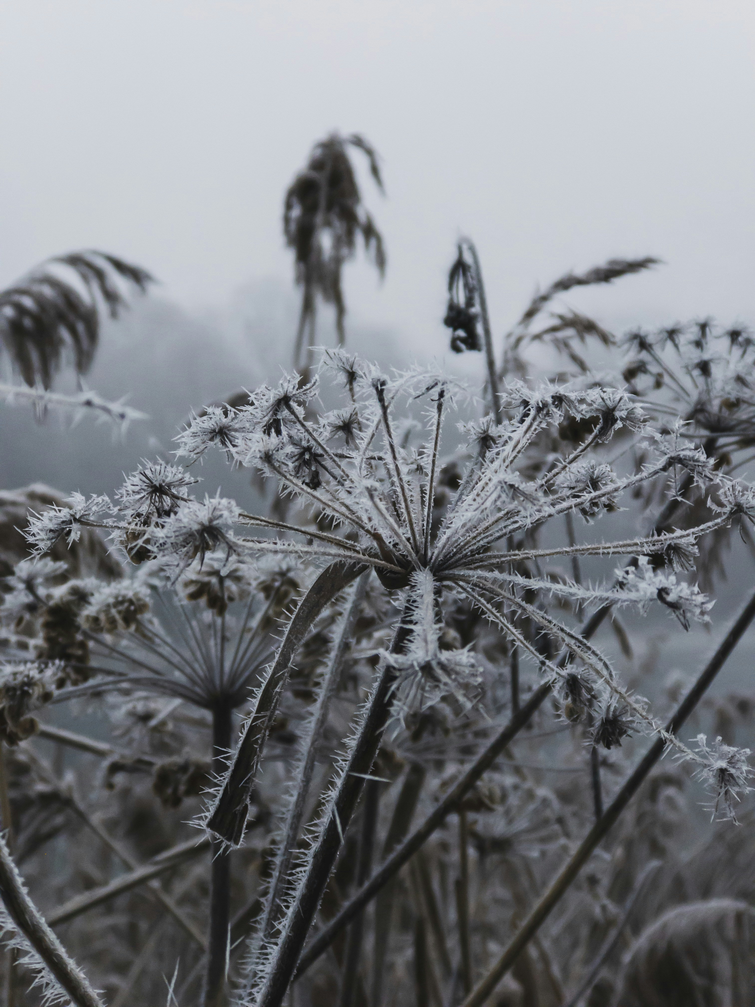 Frost-Crowned Umbels in a Quiet Winter Field