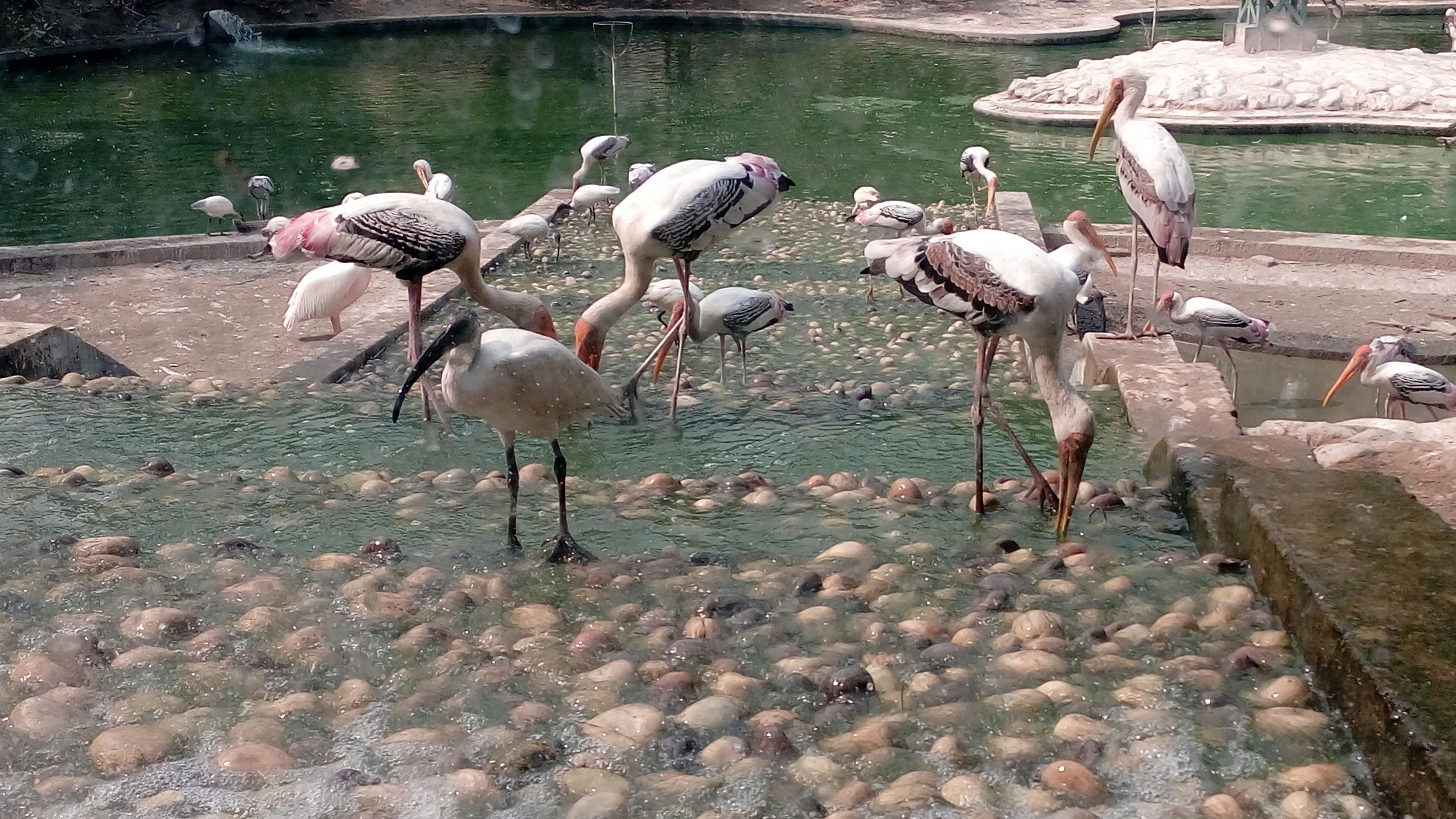 Flamingos at the Pebble Pond: Quiet Assembly