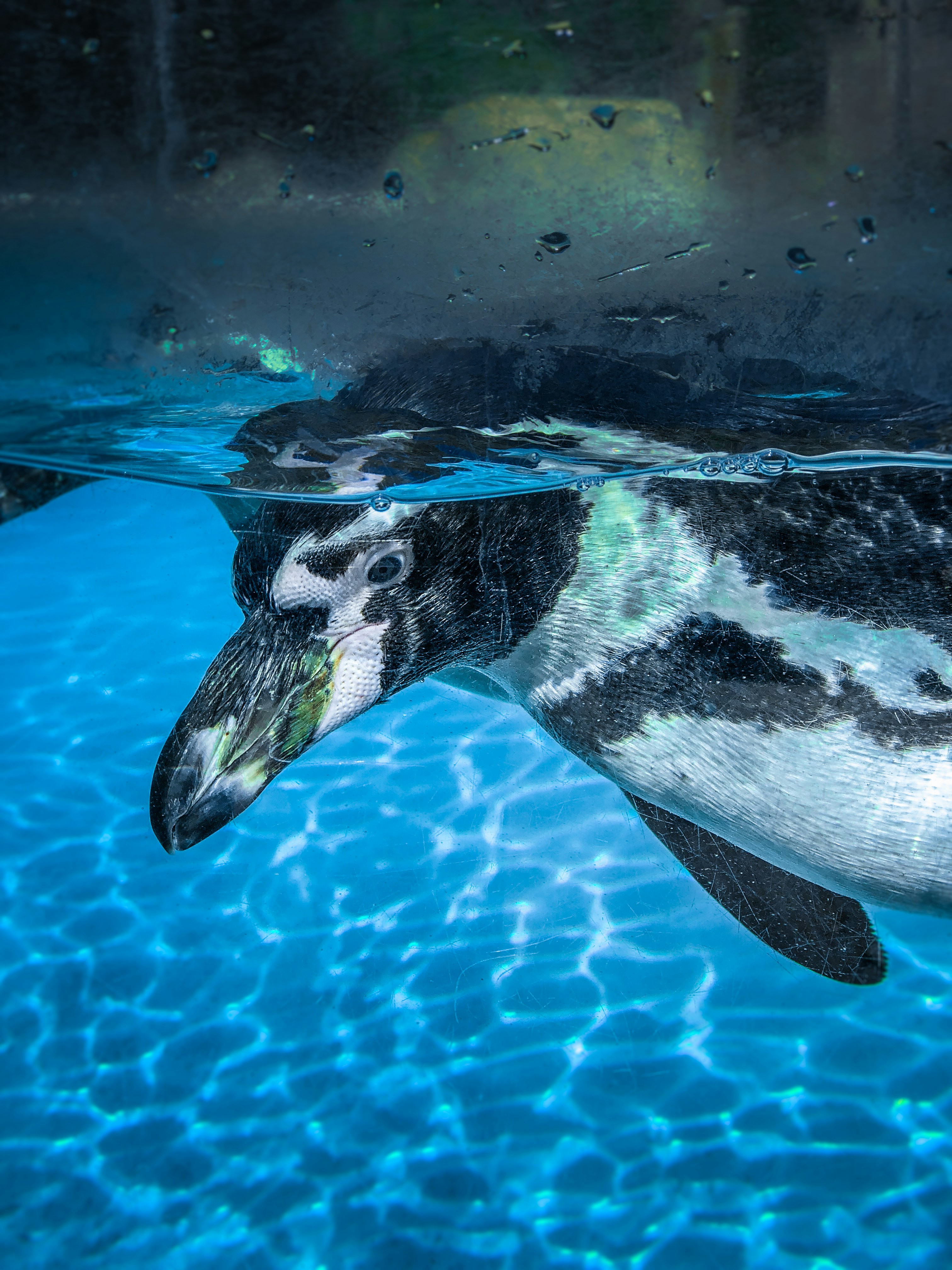 Underwater Portrait of a Penguin in a Sunlit Pool