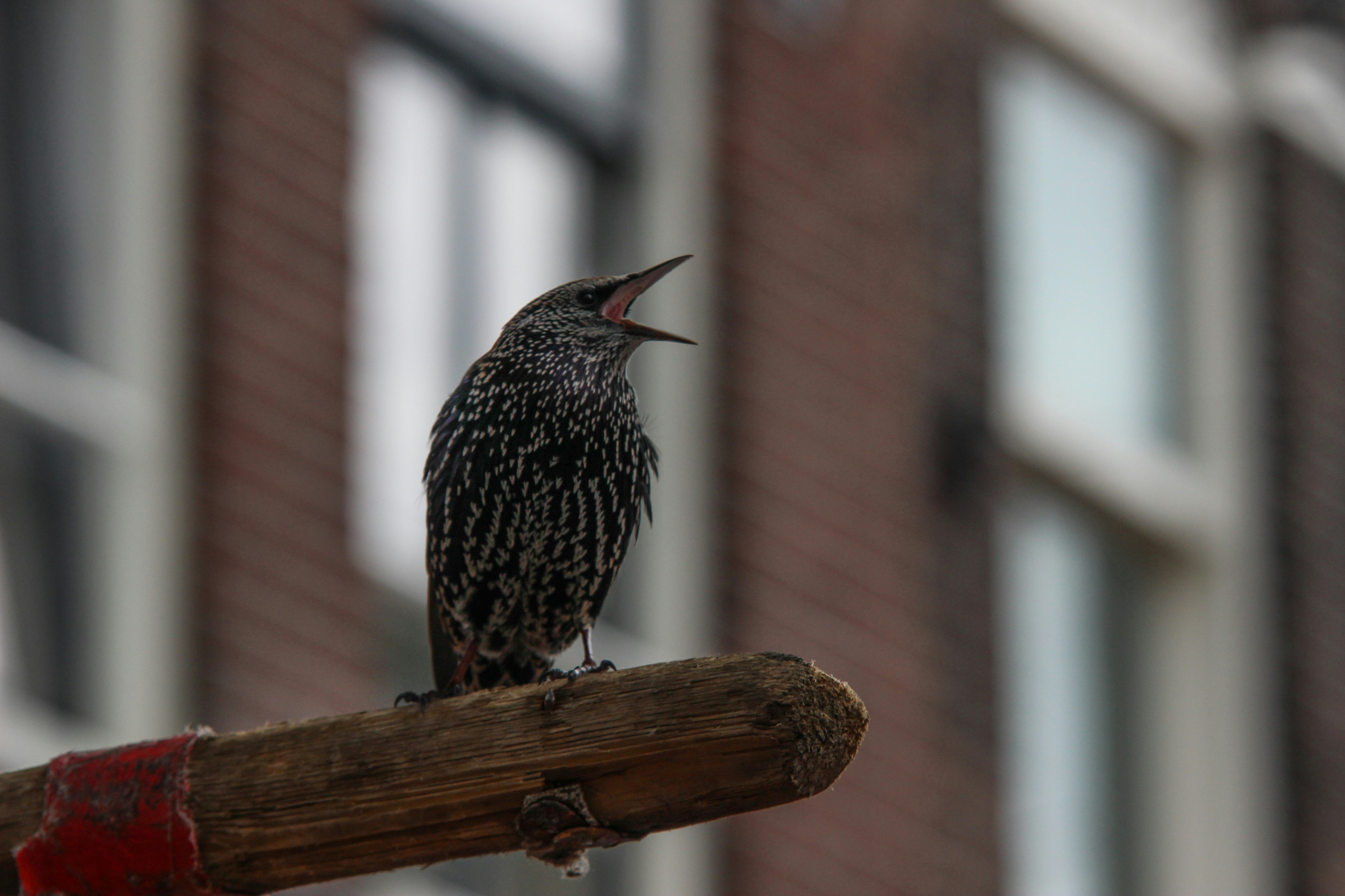 small brown perching on wood
