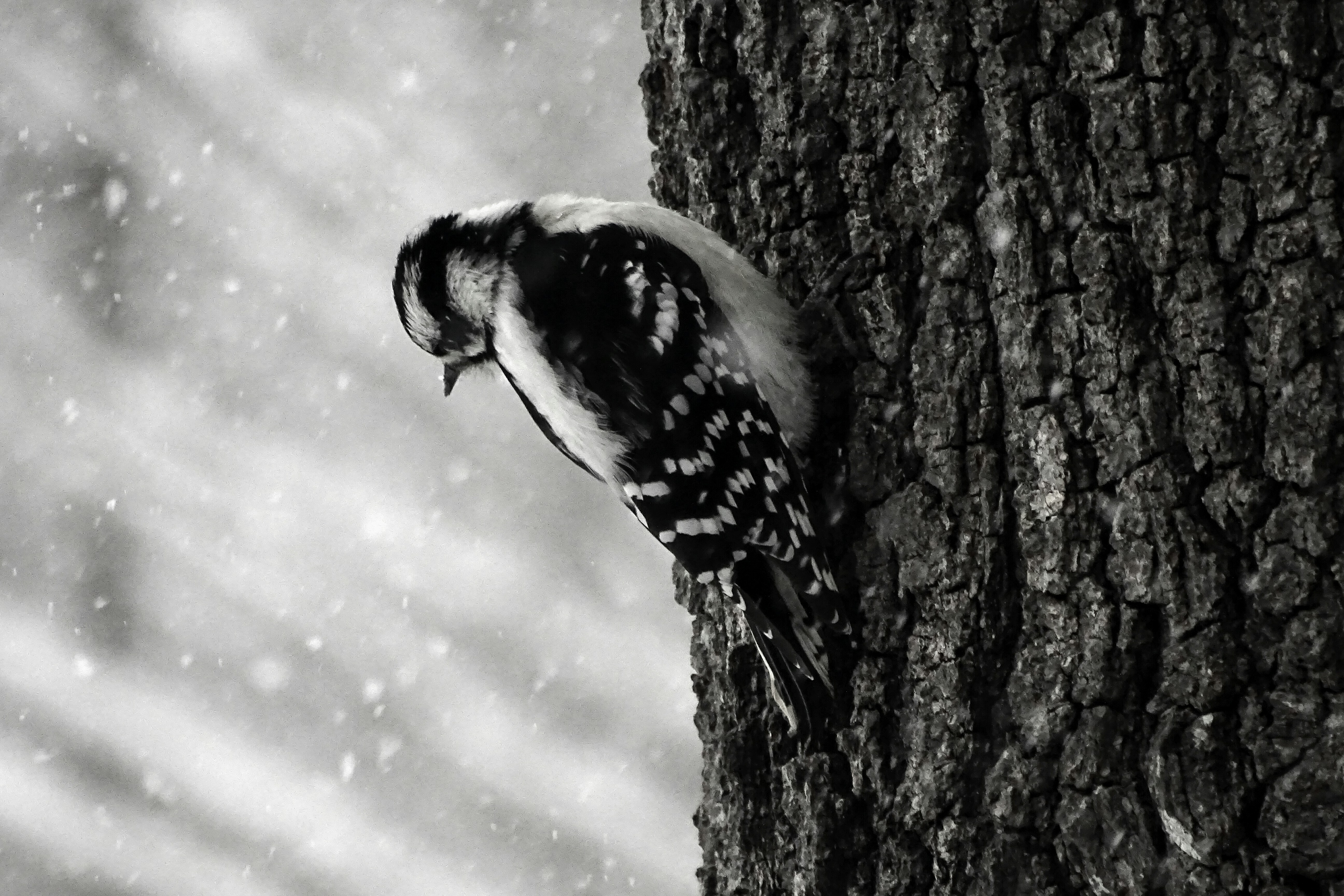 Downy woodpecker in snow and wind