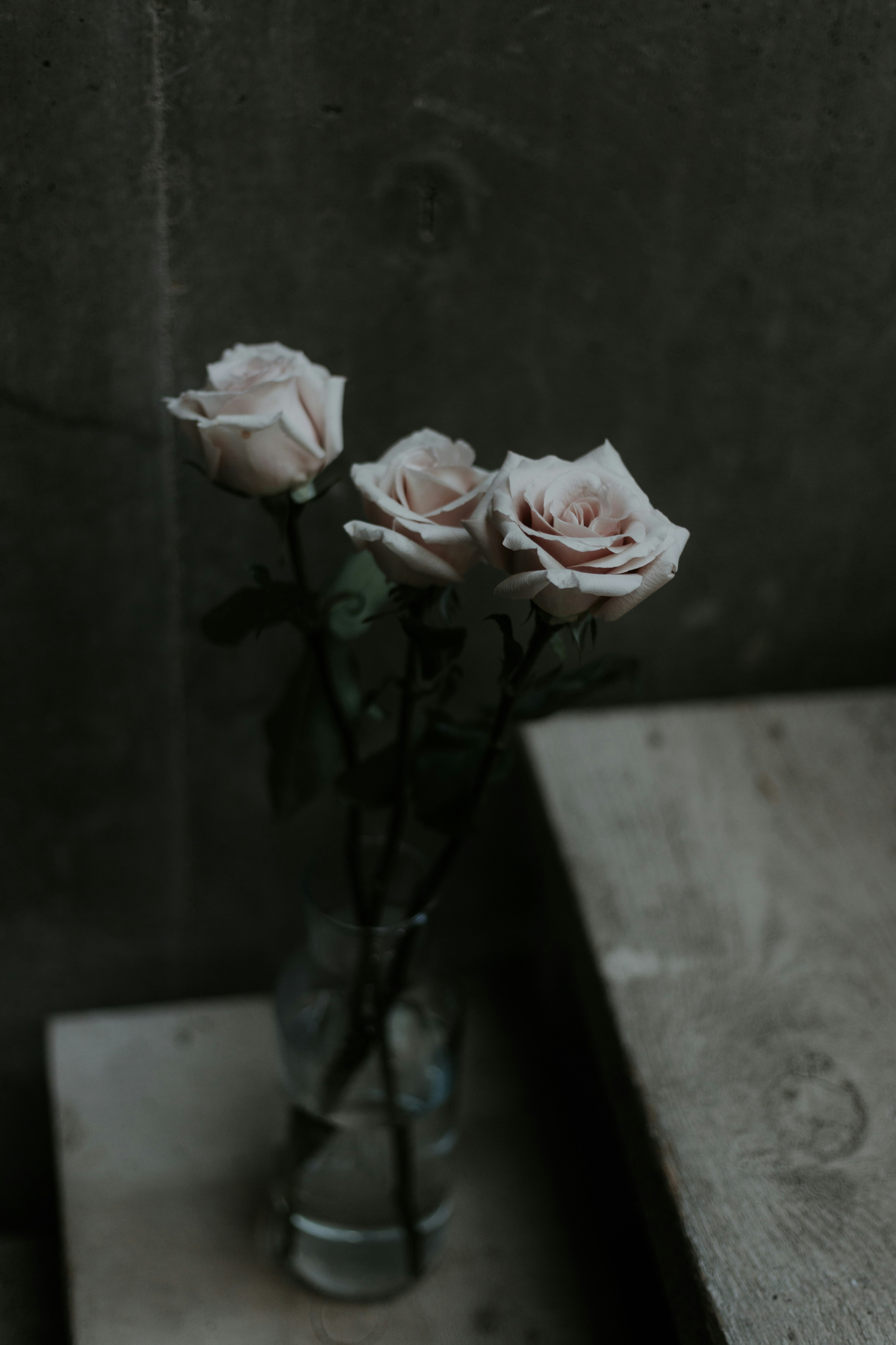 Three white rose flowers in vase photo – Free Grey Image on Unsplash