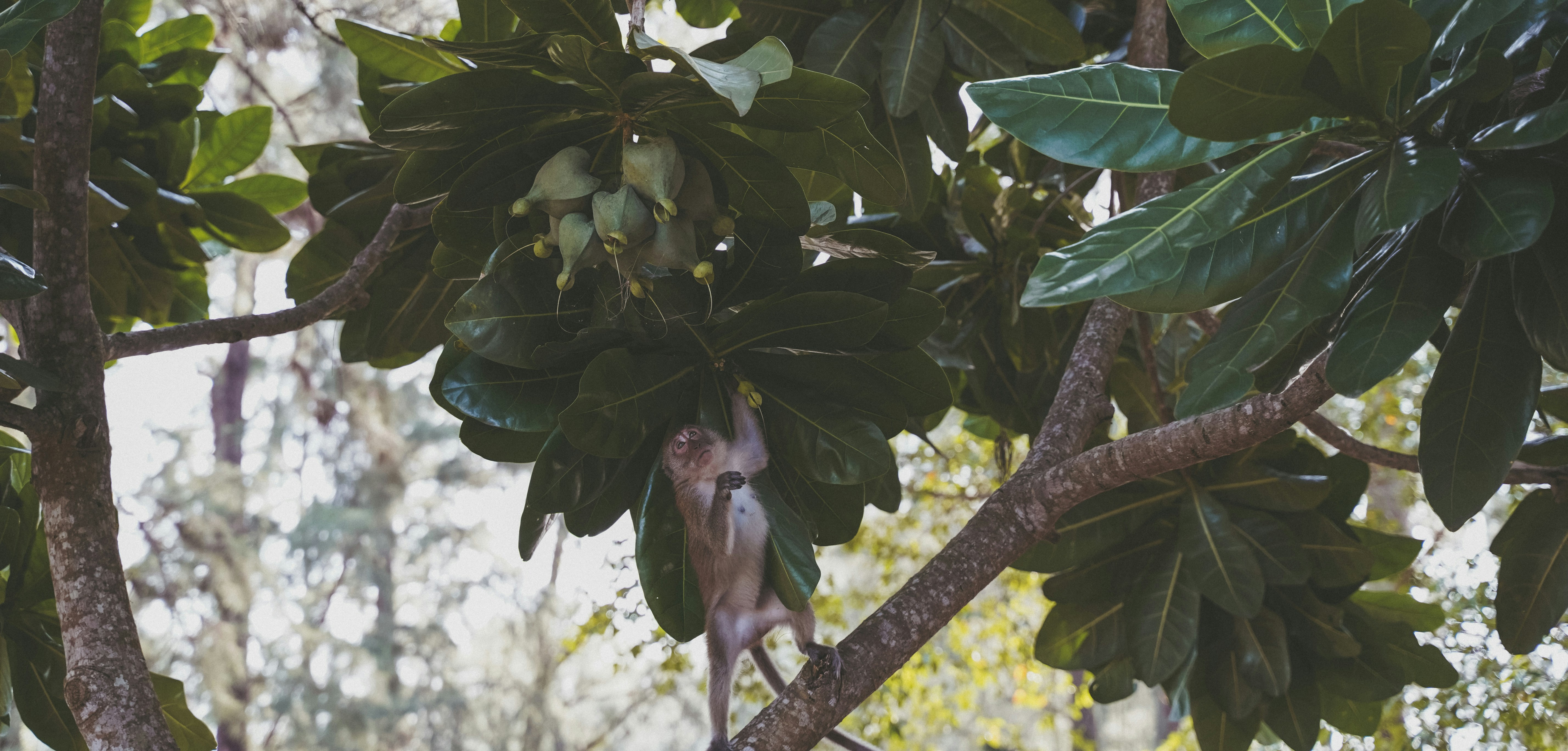 Brown monkey on brown and green tree photo – Free Animal Image on Unsplash