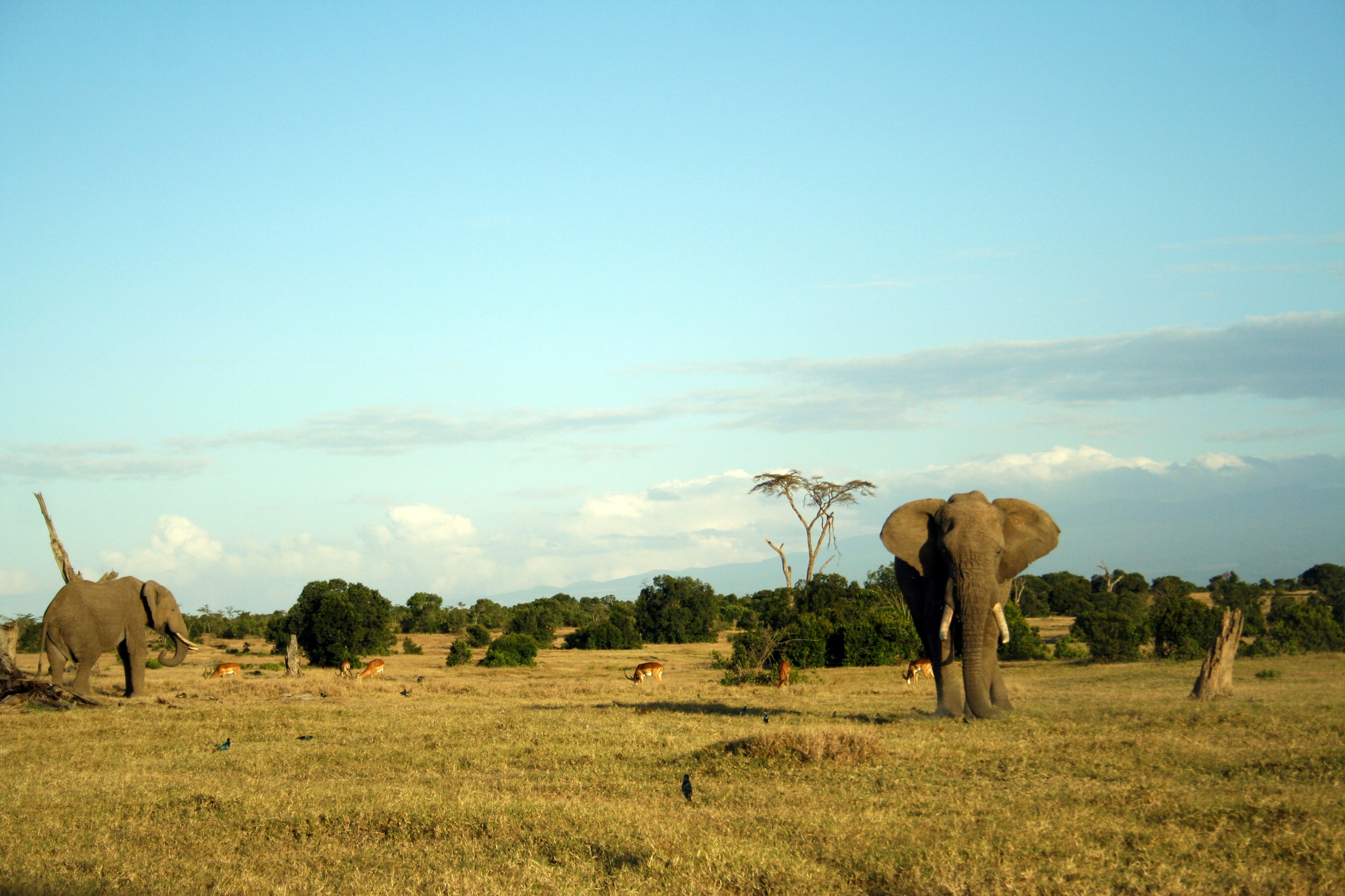 Two gray elephants under clear blue sky during daytime photo – Free ...