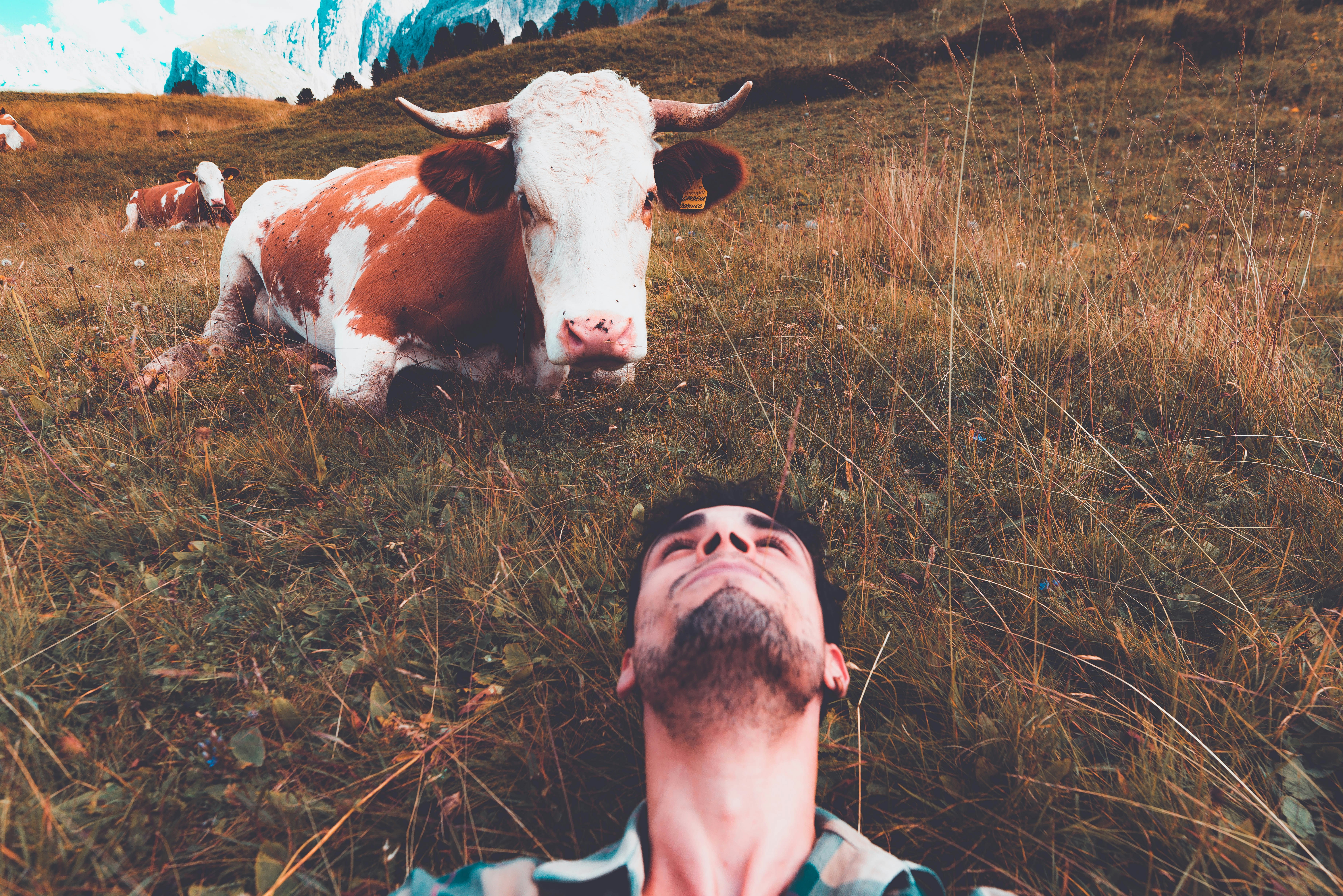 Pastoral Bond: A Man Reposes Beside a Curious Cow in Alpine Grass