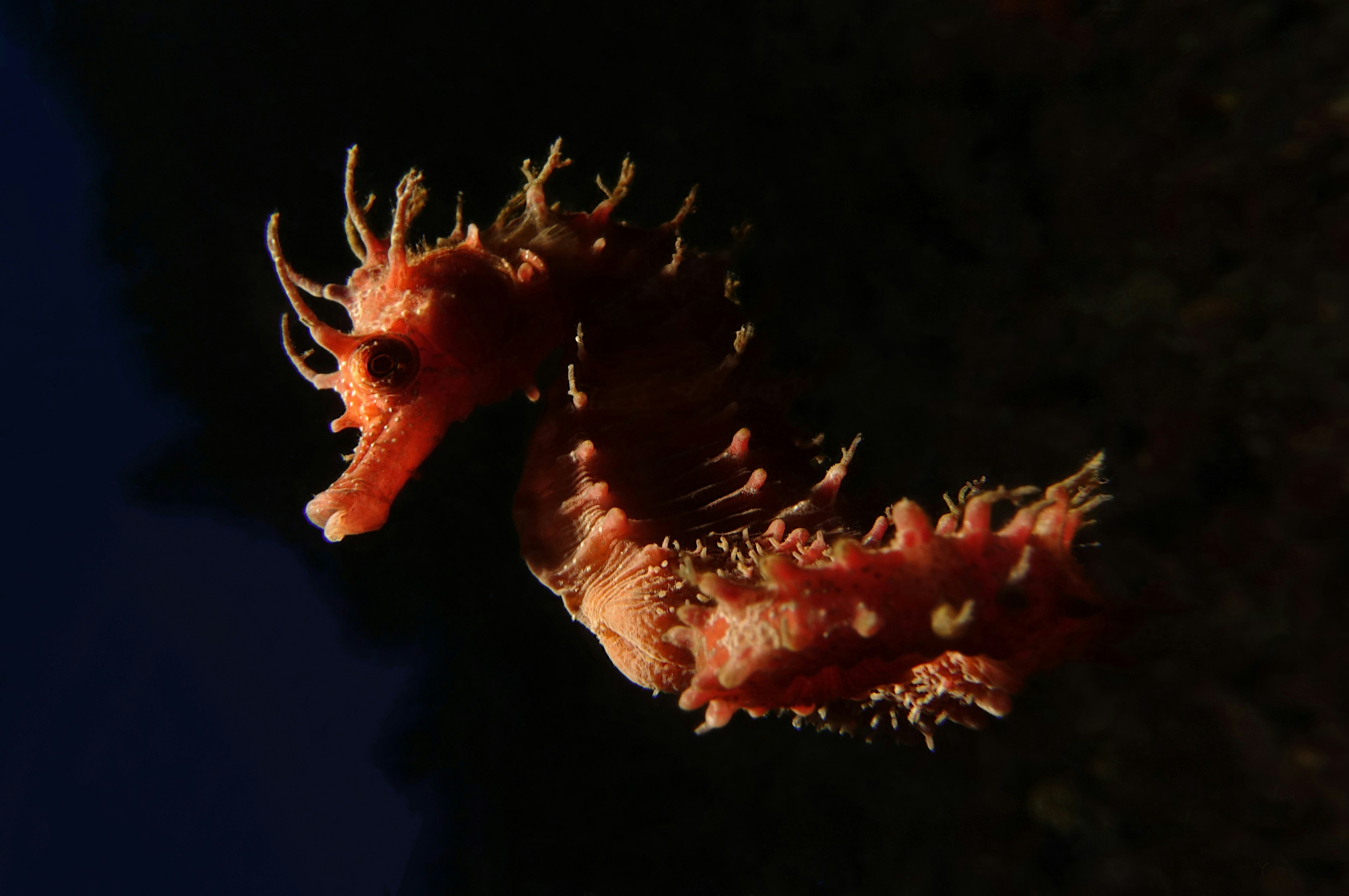Red Seahorse