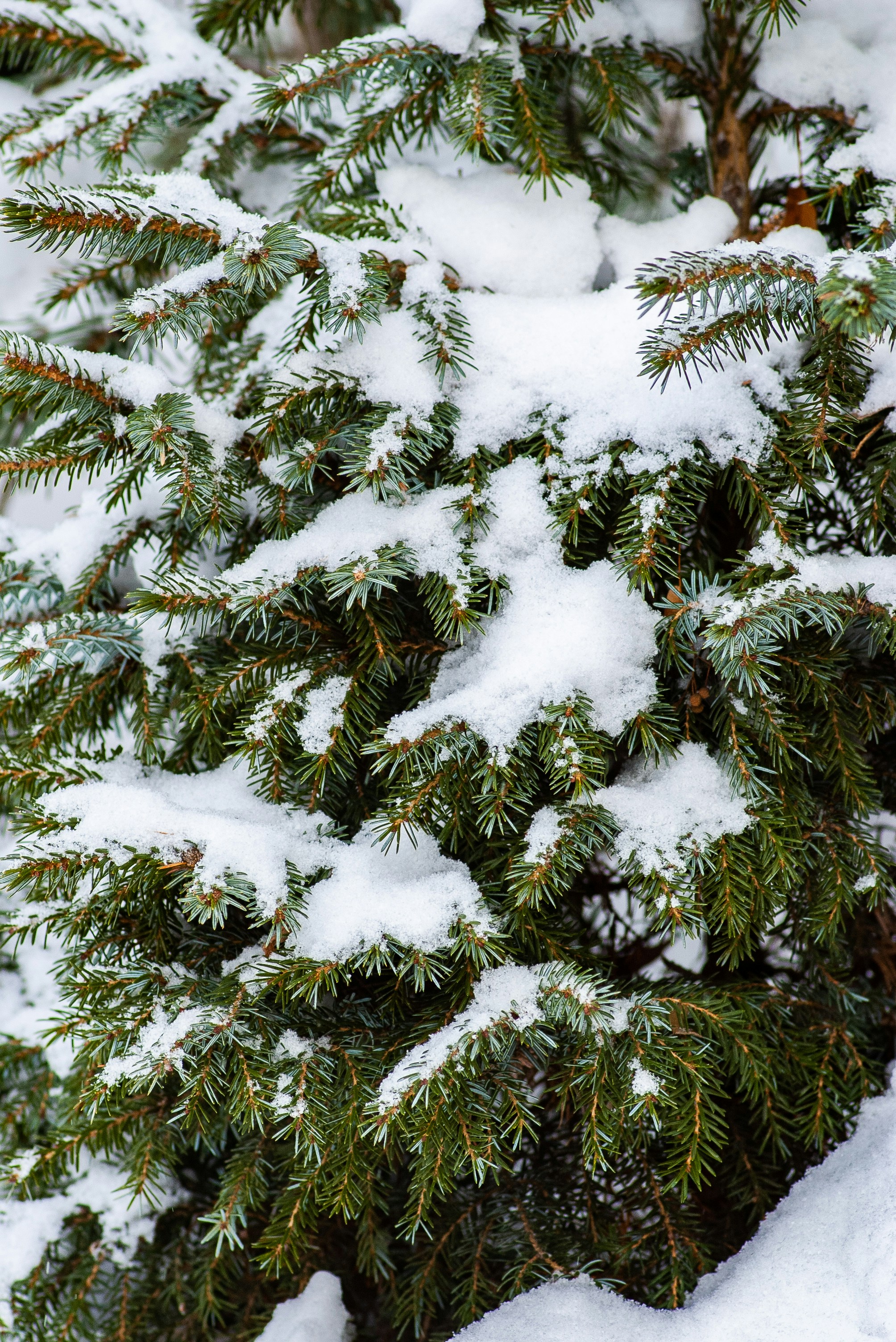 Evergreen branches adorned with a fresh layer of snow, capturing the serene essence of a winter landscape.
