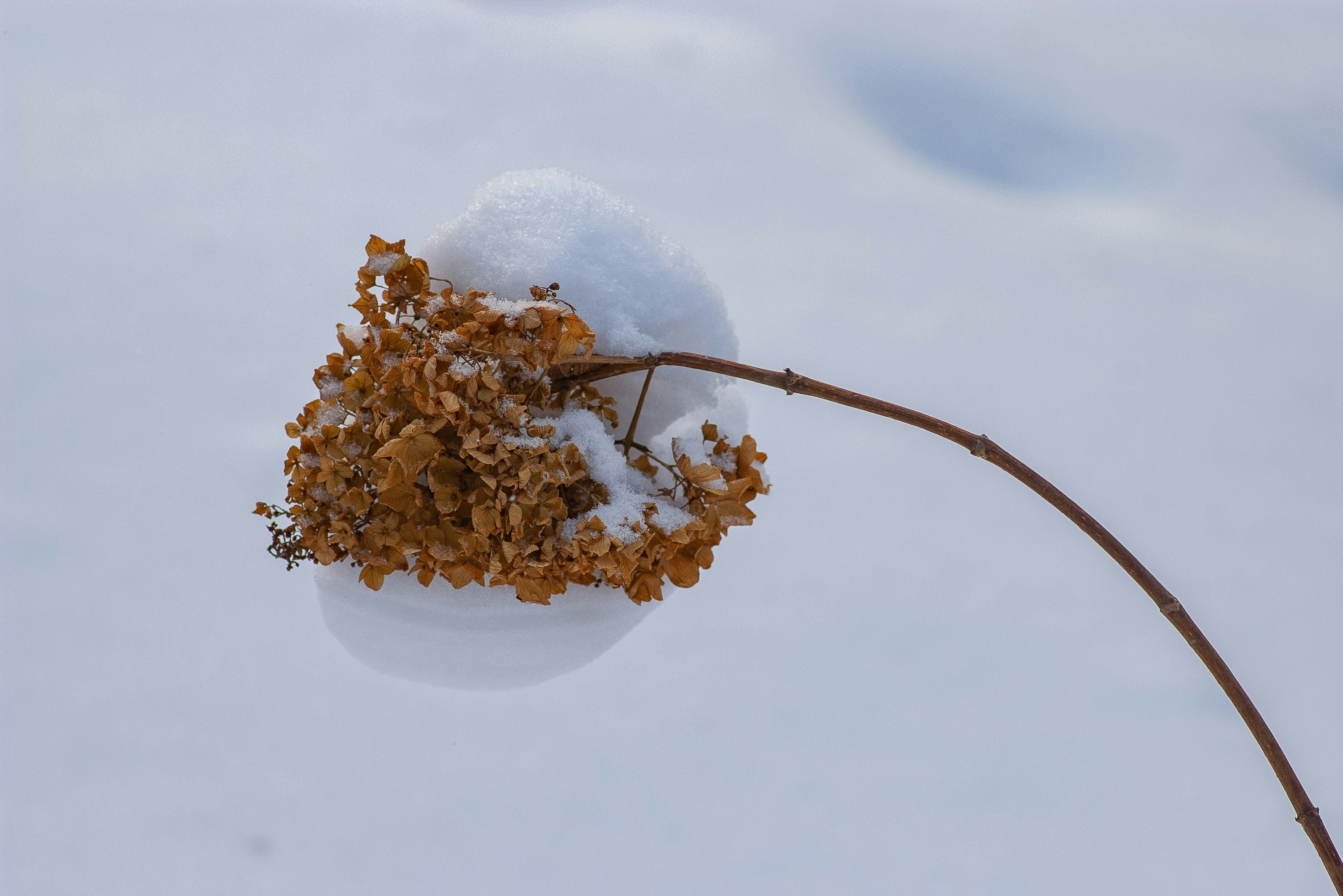Snow-Crowned Hydrangea: A Lone Dried Bloom on a Winter Curve