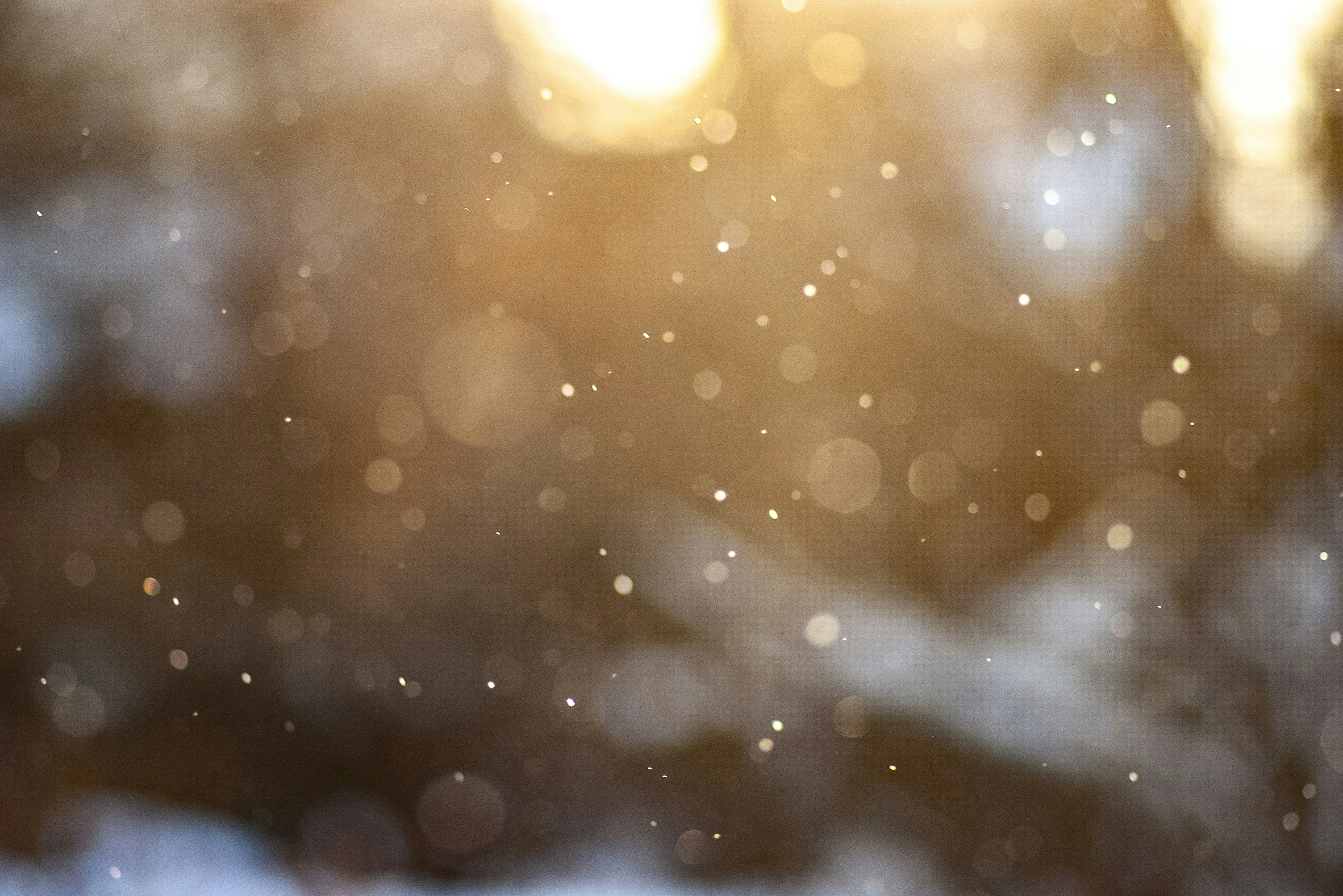 A blurry photo of snow falling from a tree photo – Free Nature Image on ...