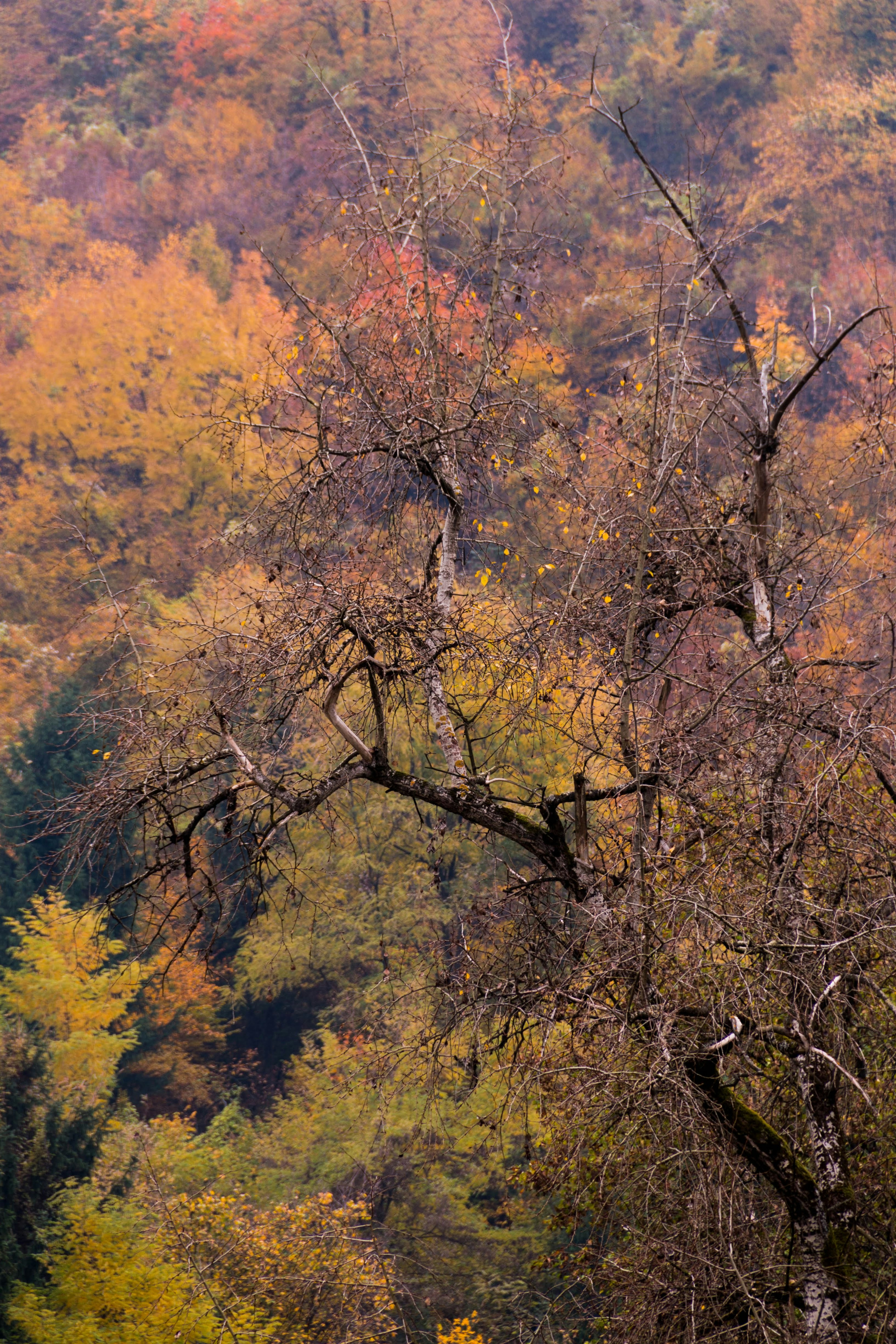 Foto Árbol marchito – Imagen Naturaleza gratis en Unsplash
