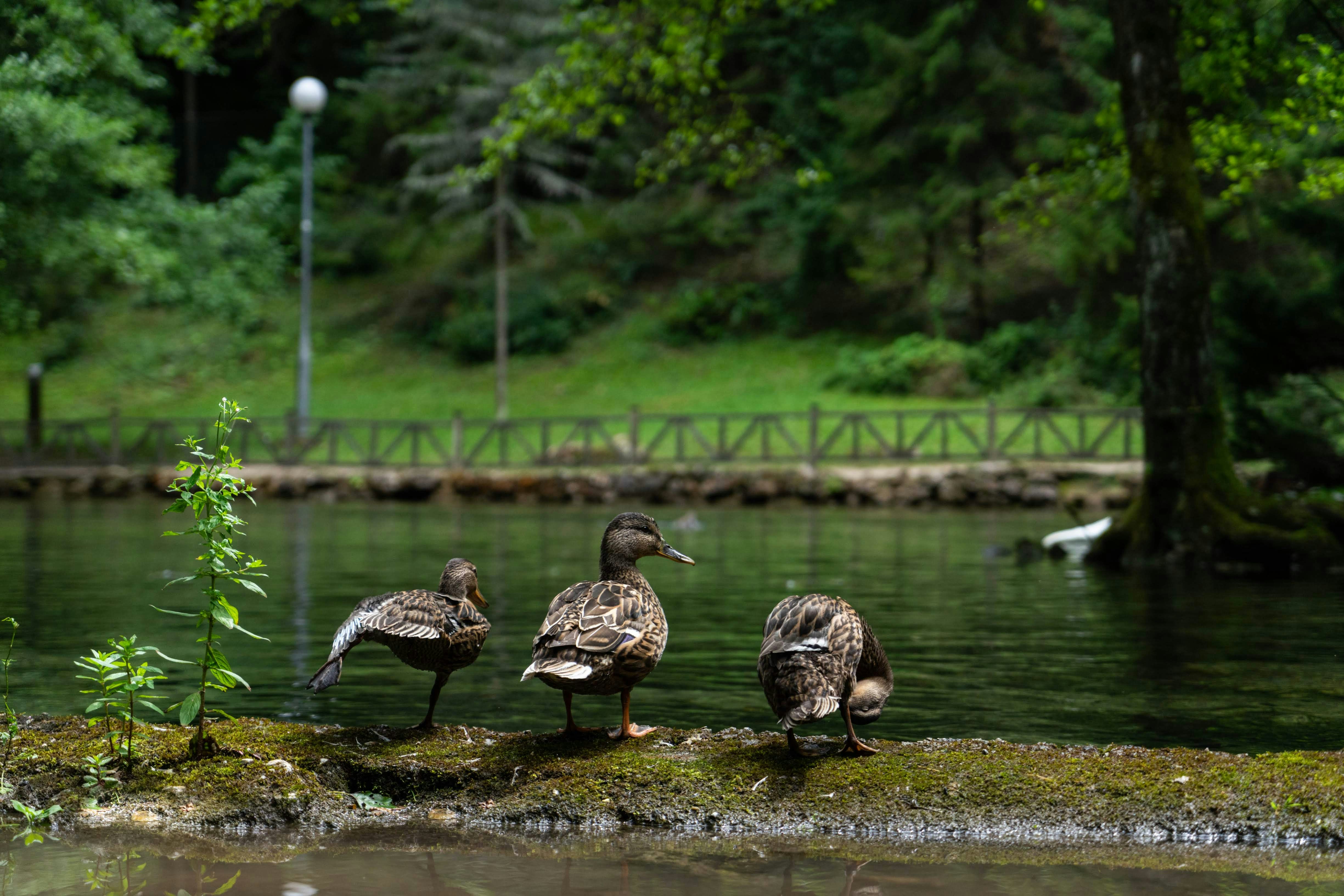 Three Mallards at the Pond’s Edge