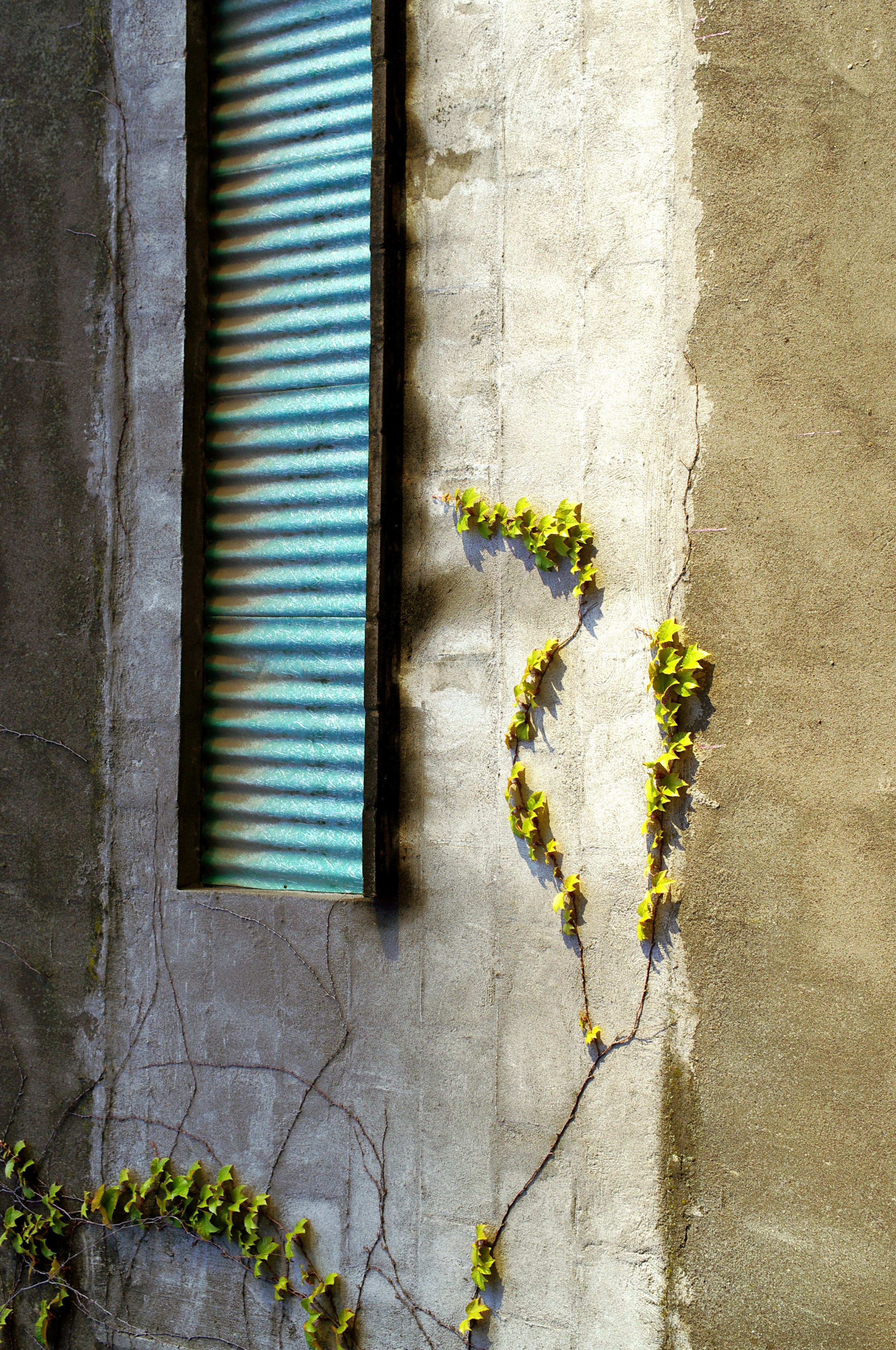 Vines gracefully climbing a textured wall beside a weathered window, showcasing the contrast between nature and urban decay.