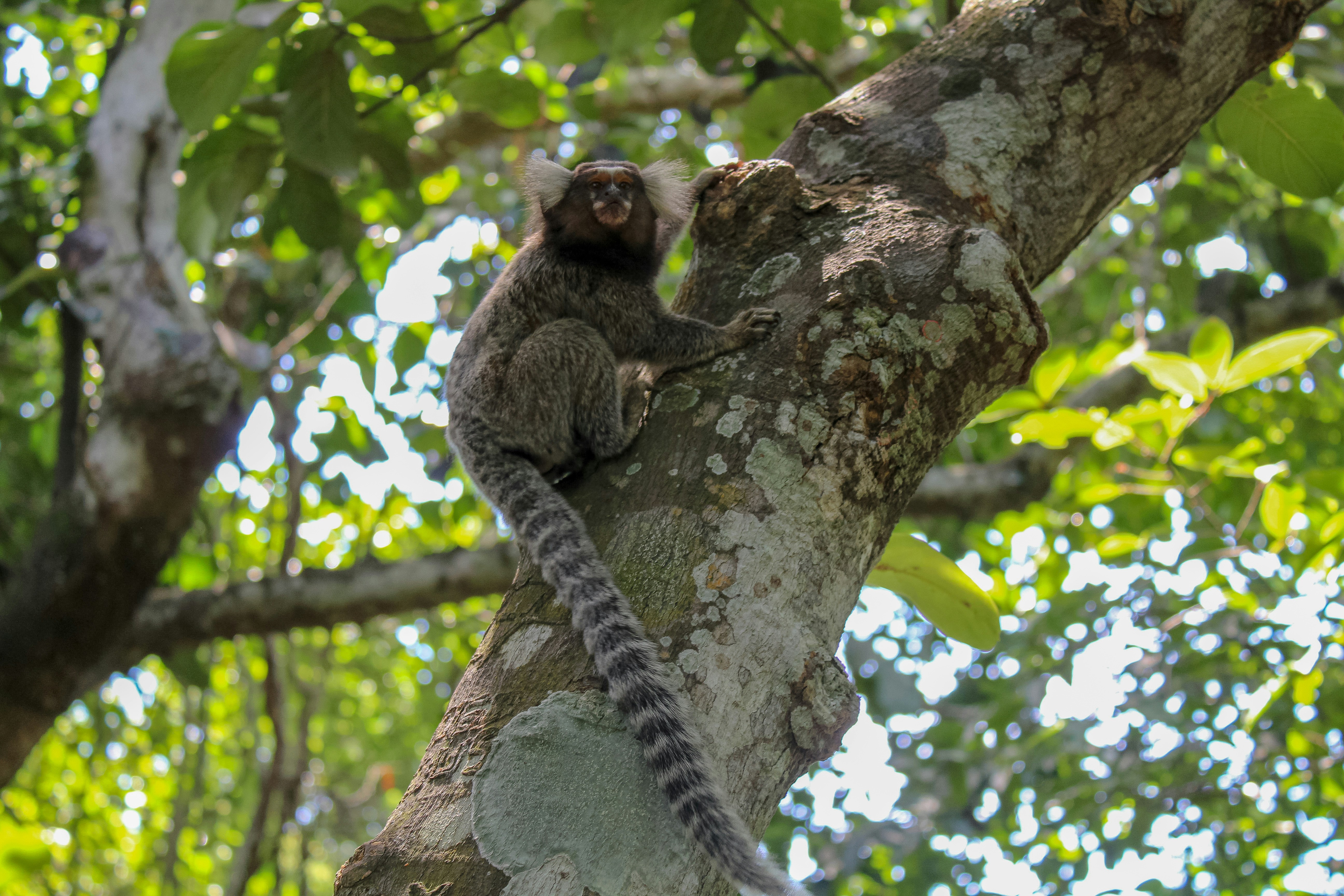 Sunlit Canopy Sentinel: A Small Primate Clings to a Mossy Branch