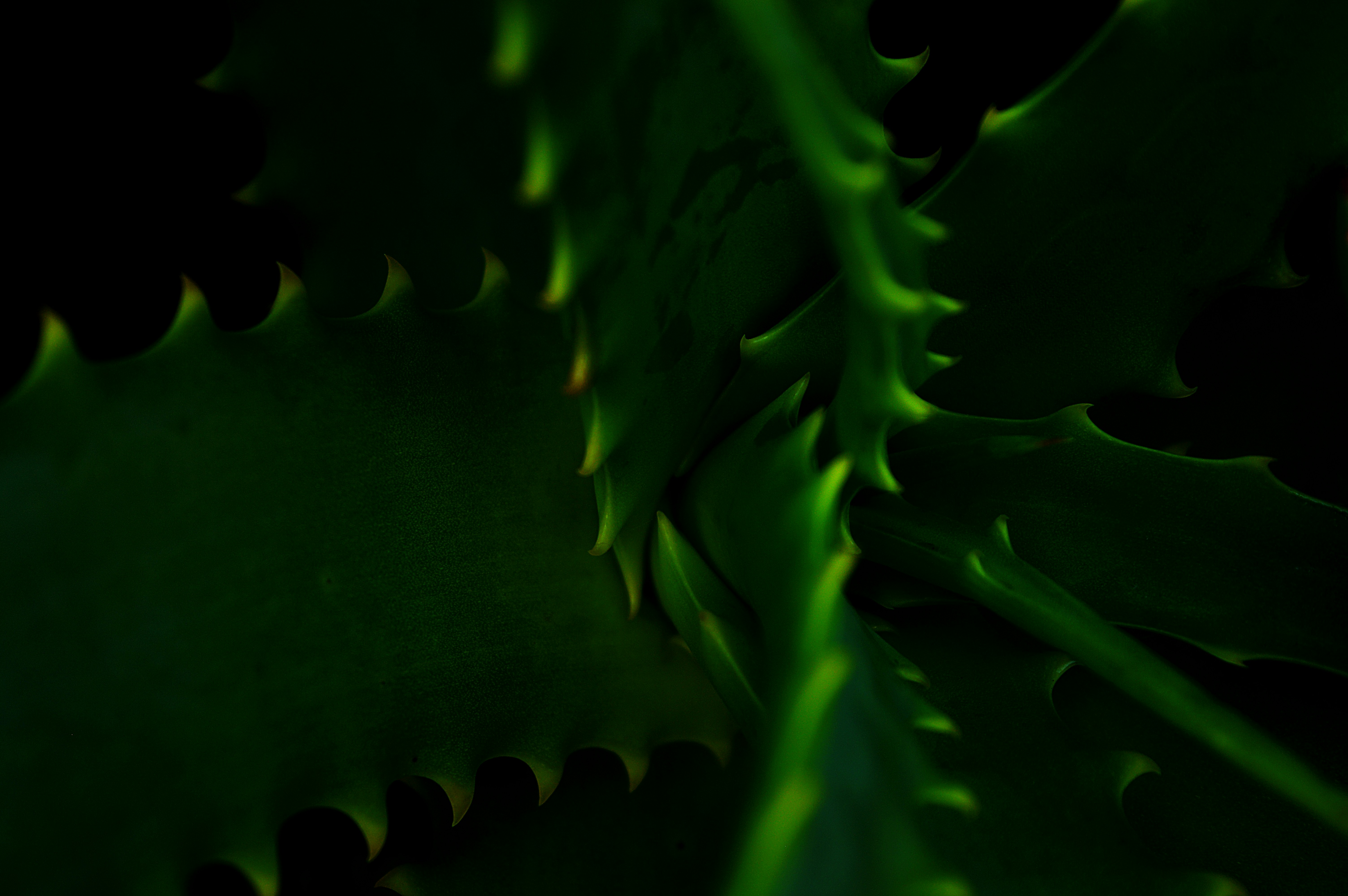 Green Cactus Plant