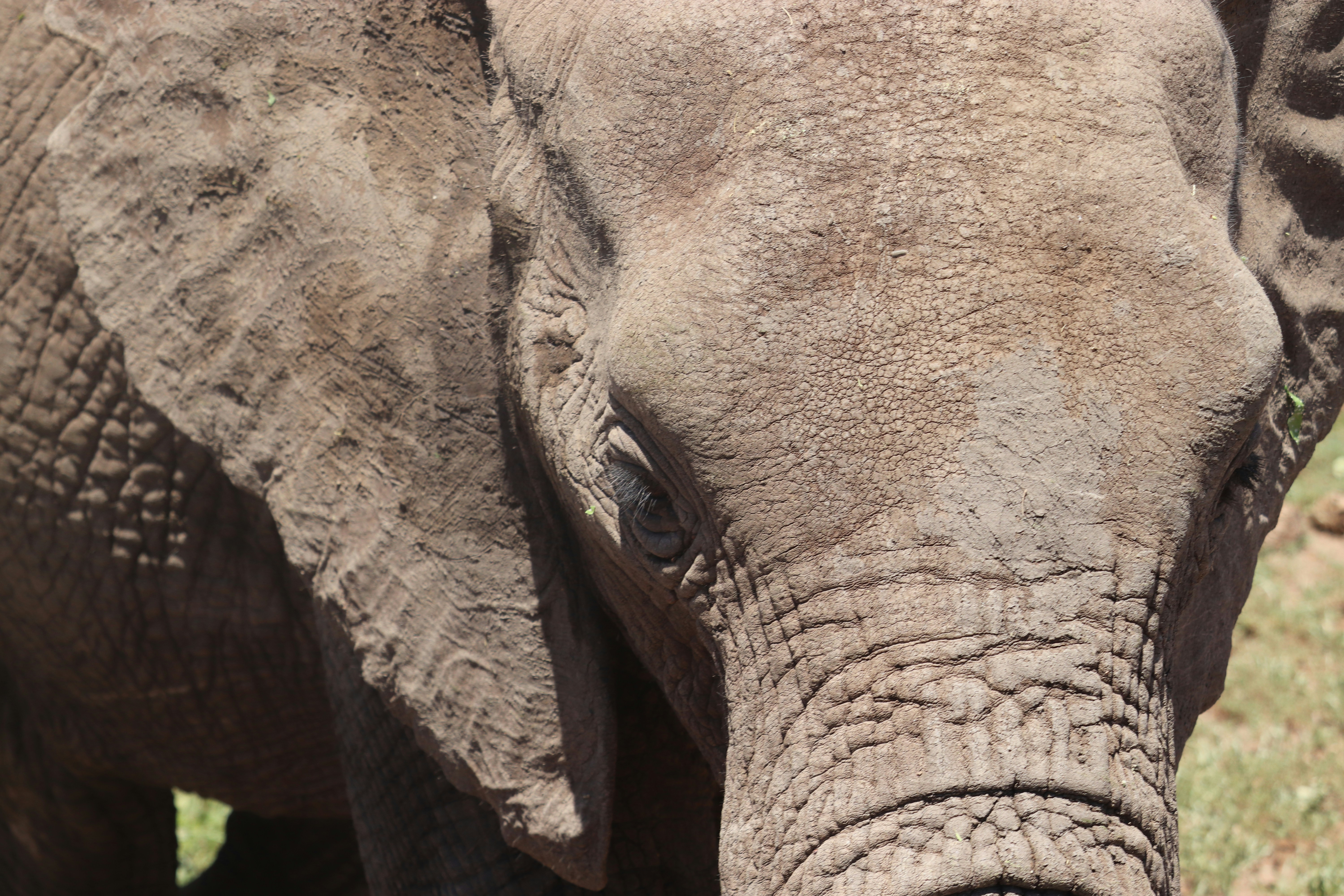 Close view of elephant fa photo – Free Brown Image on Unsplash