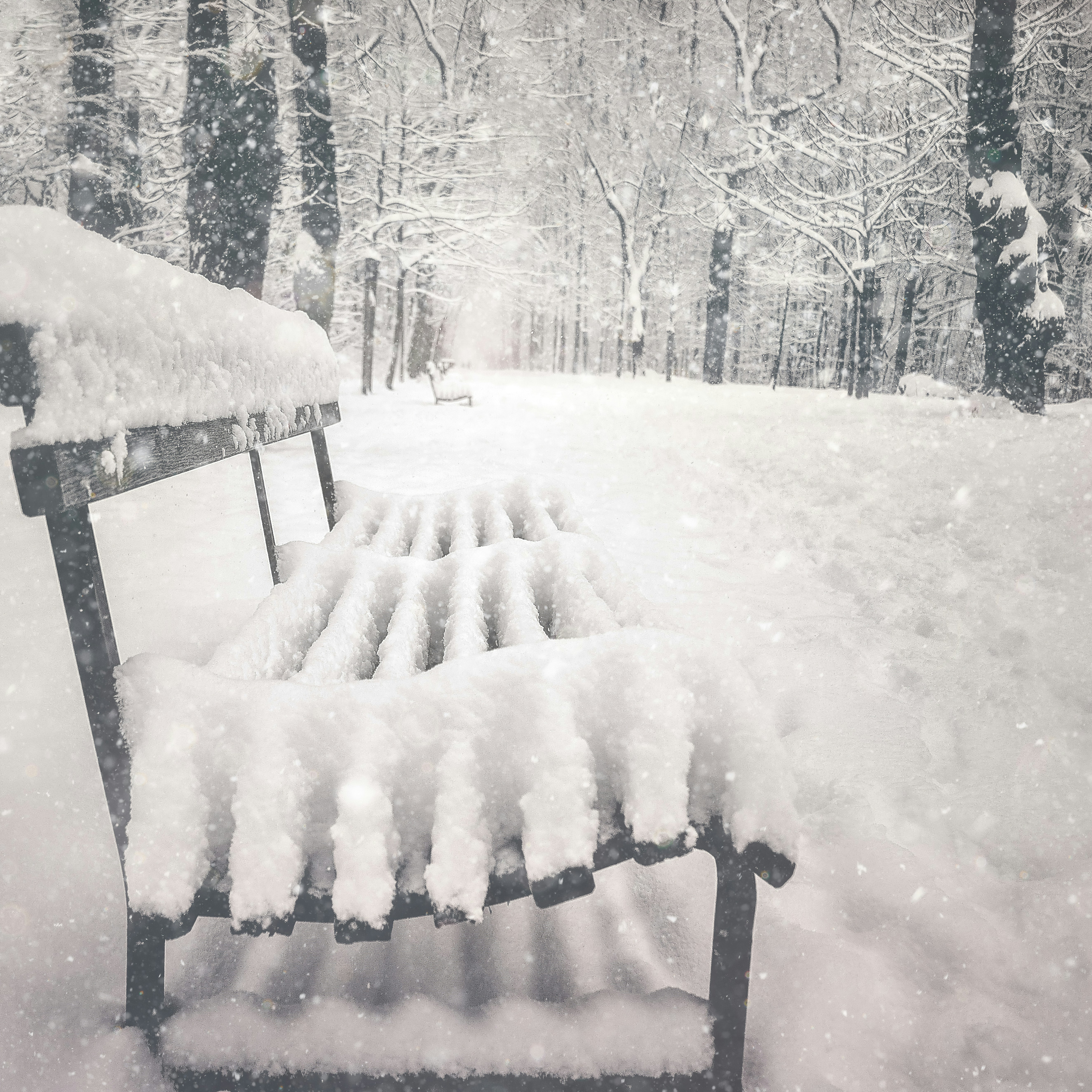 Brown and white gift boxes beside green christmas tree photo – Free ...