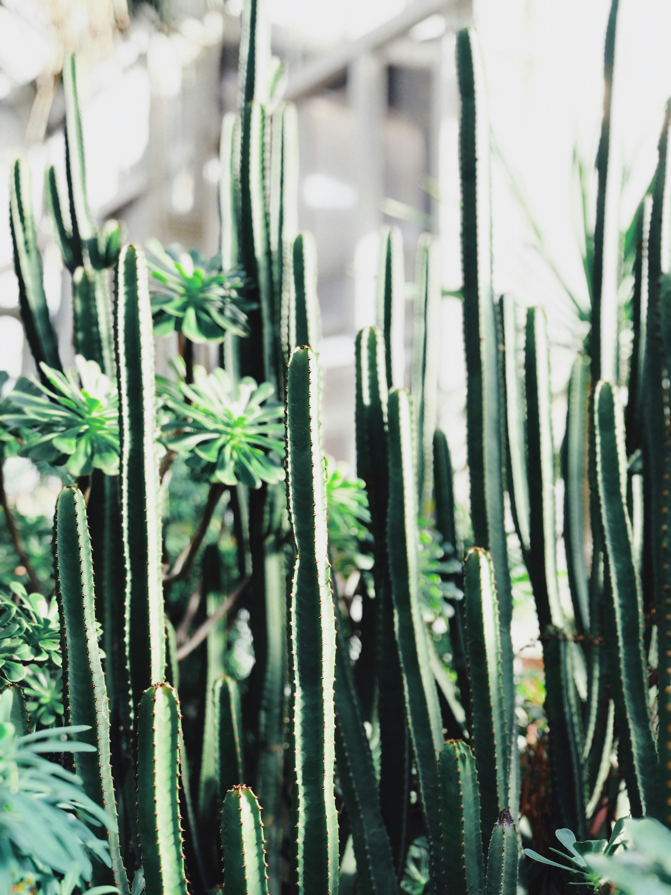 Tall, slender cacti rise amidst lush green foliage, creating a vibrant botanical scene. The interplay of light and shadow enhances the texture of the plants.