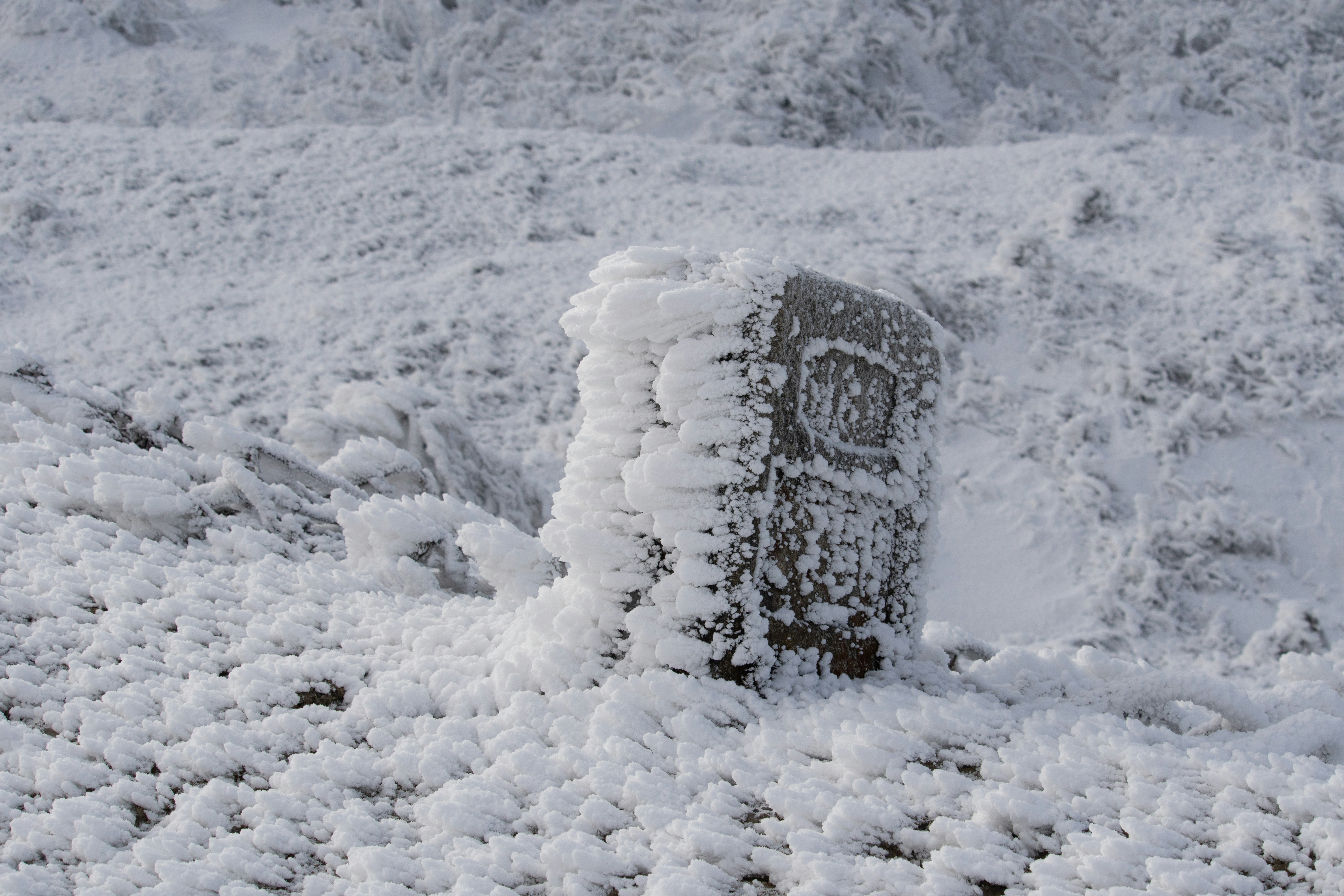 white frosted landscape