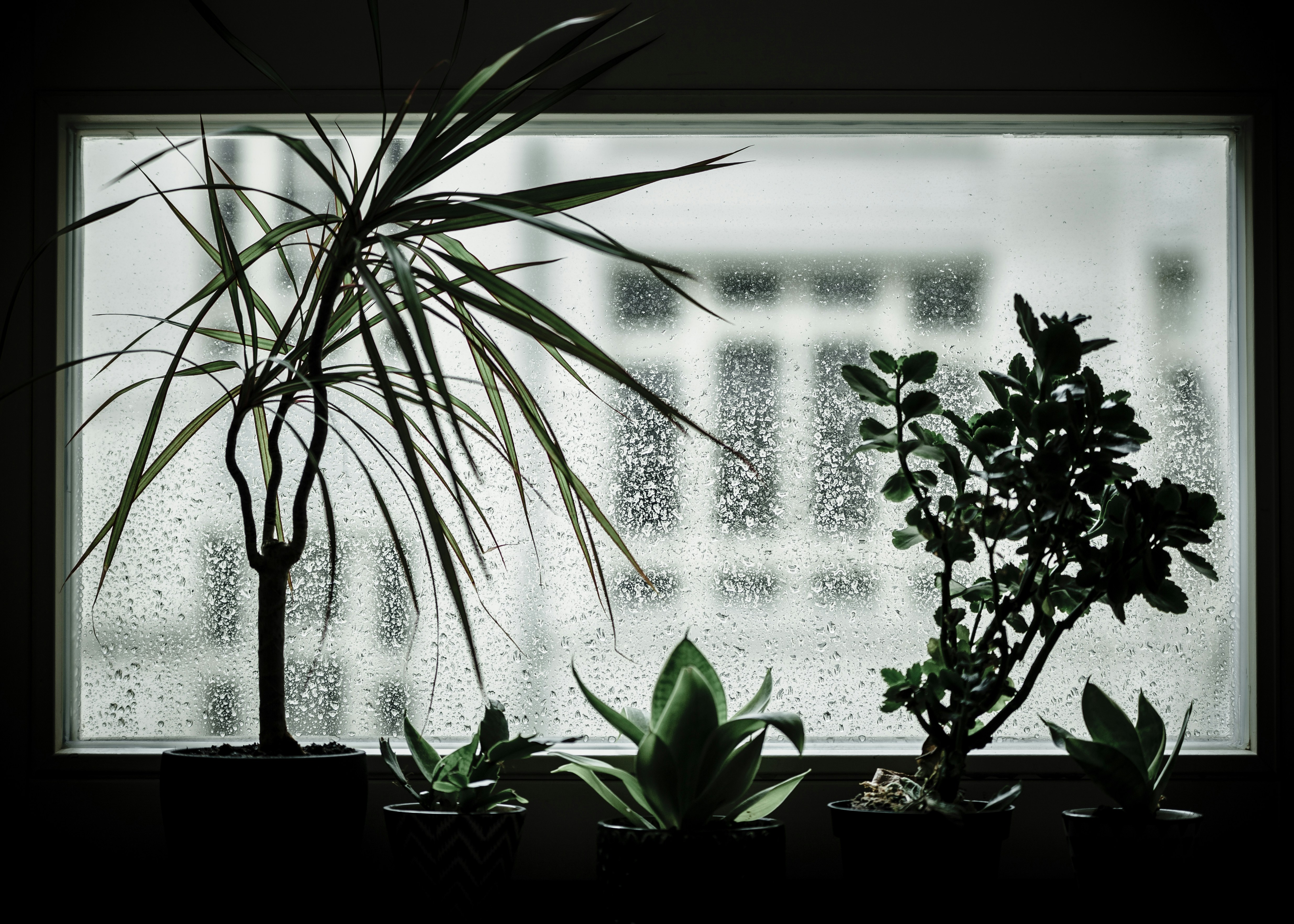 green indoor plants beside window during daytimeArtem Sapegin