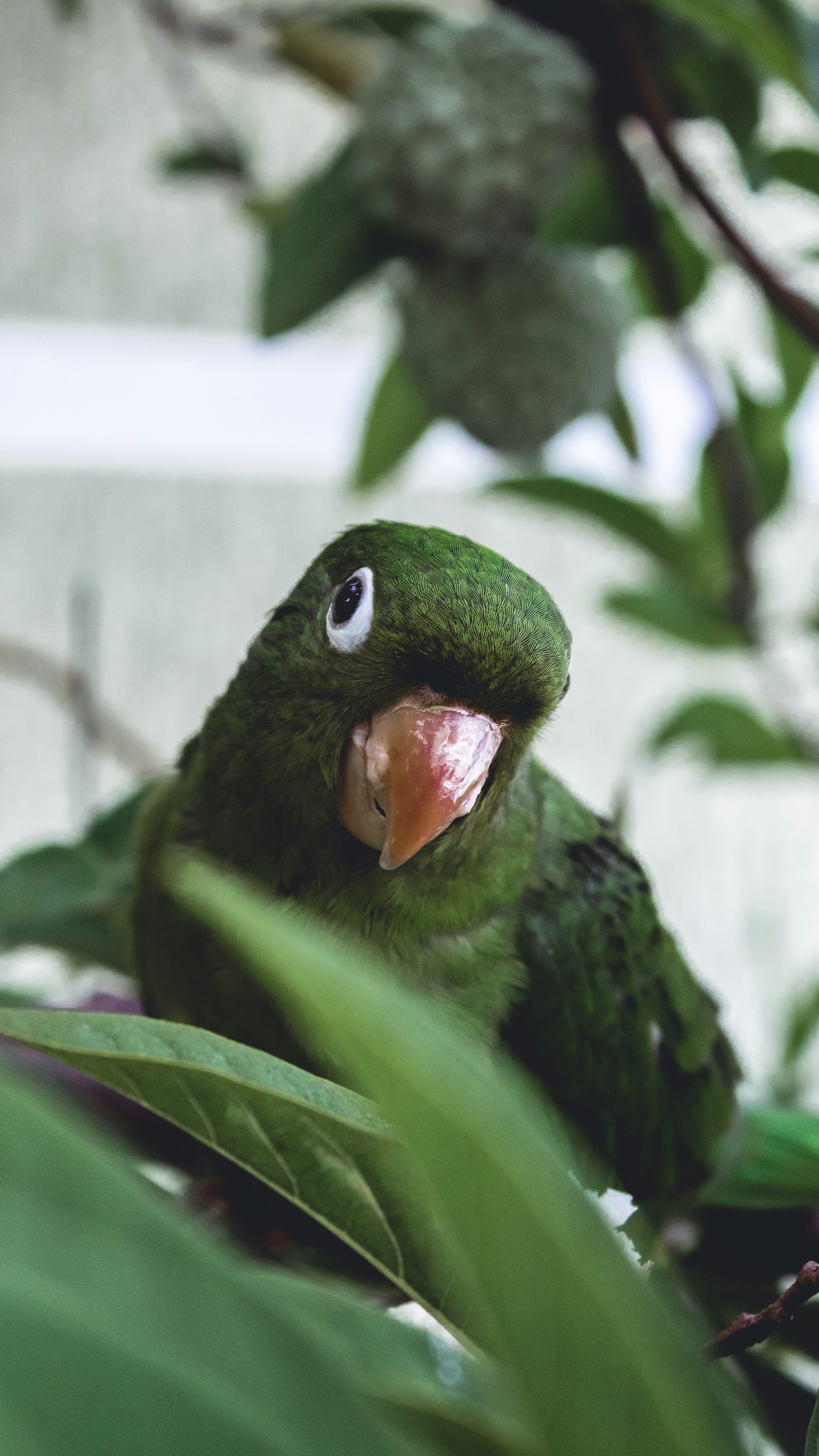 Emerald Curiosity: A Close-Up of a Leaf-Filtered Parrot