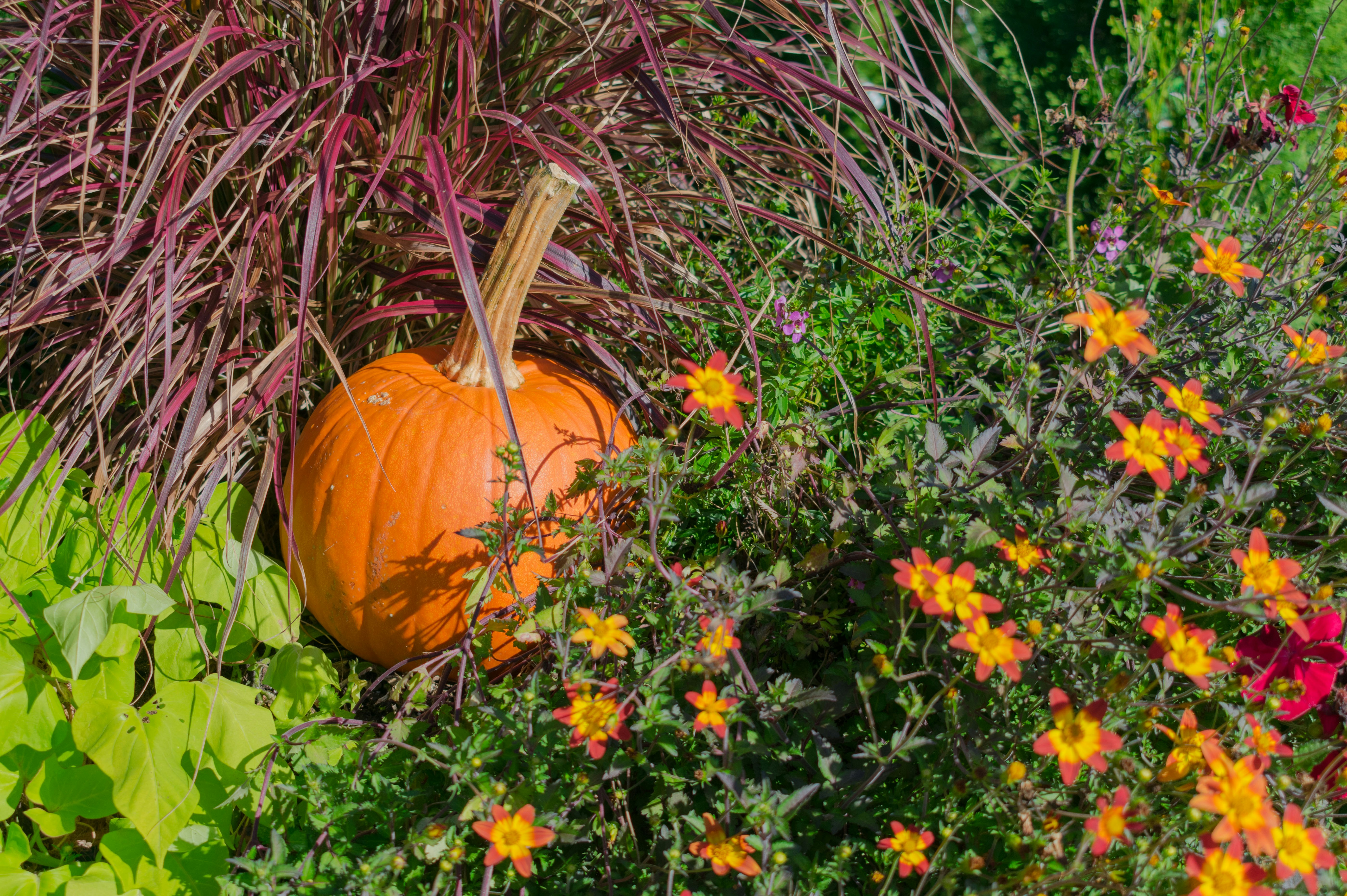 Vibrant orange pumpkin nestled among colorful flowers and lush greenery, showcasing the beauty of autumn's bounty.