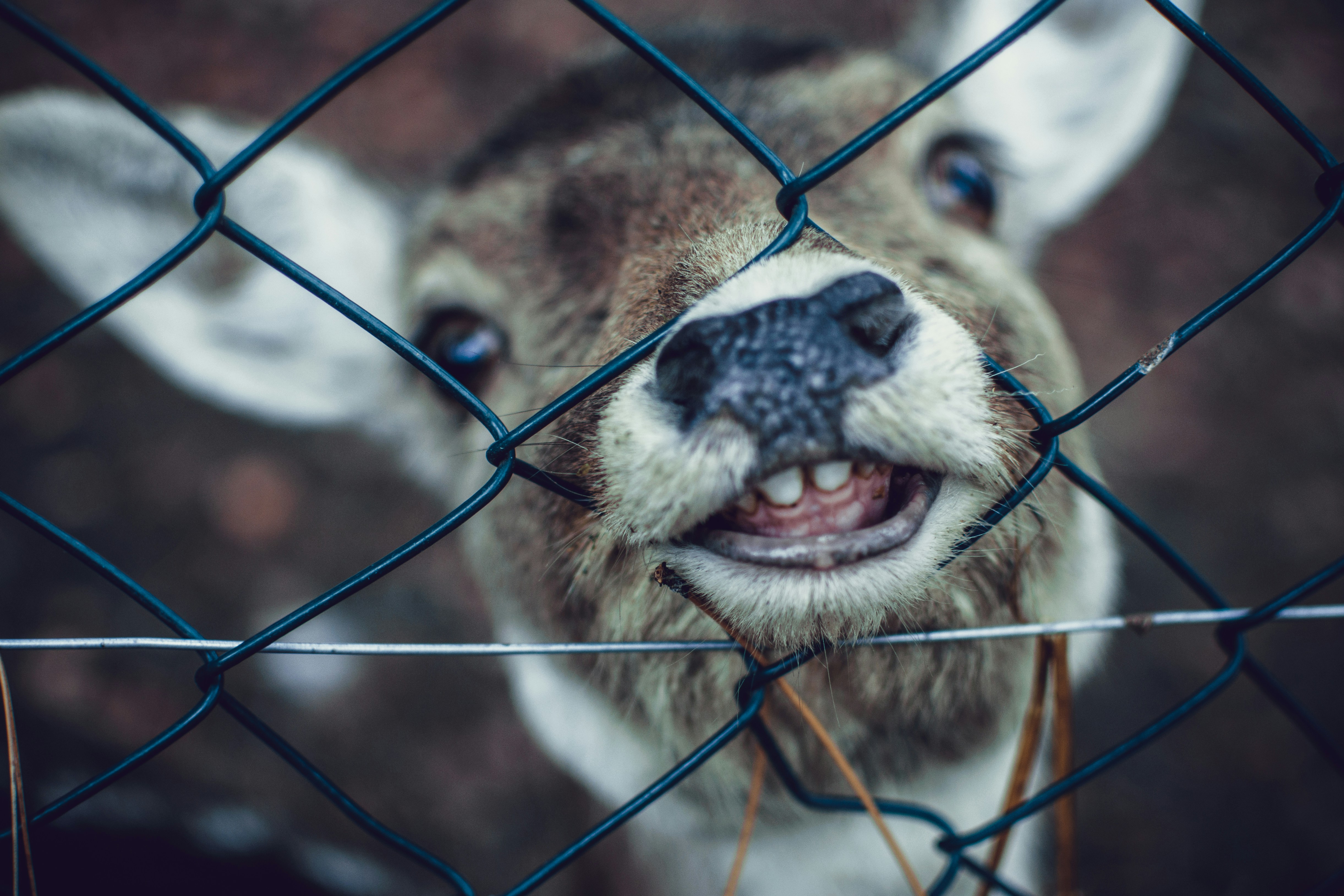 Curious Buck Through the Fence