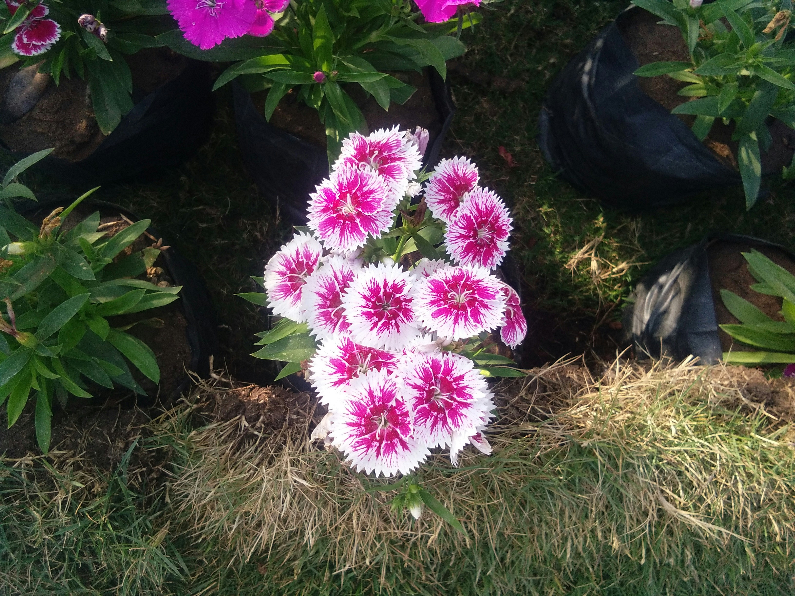 Pink-edged Bouquets: A Cluster of Dianthus Revealed