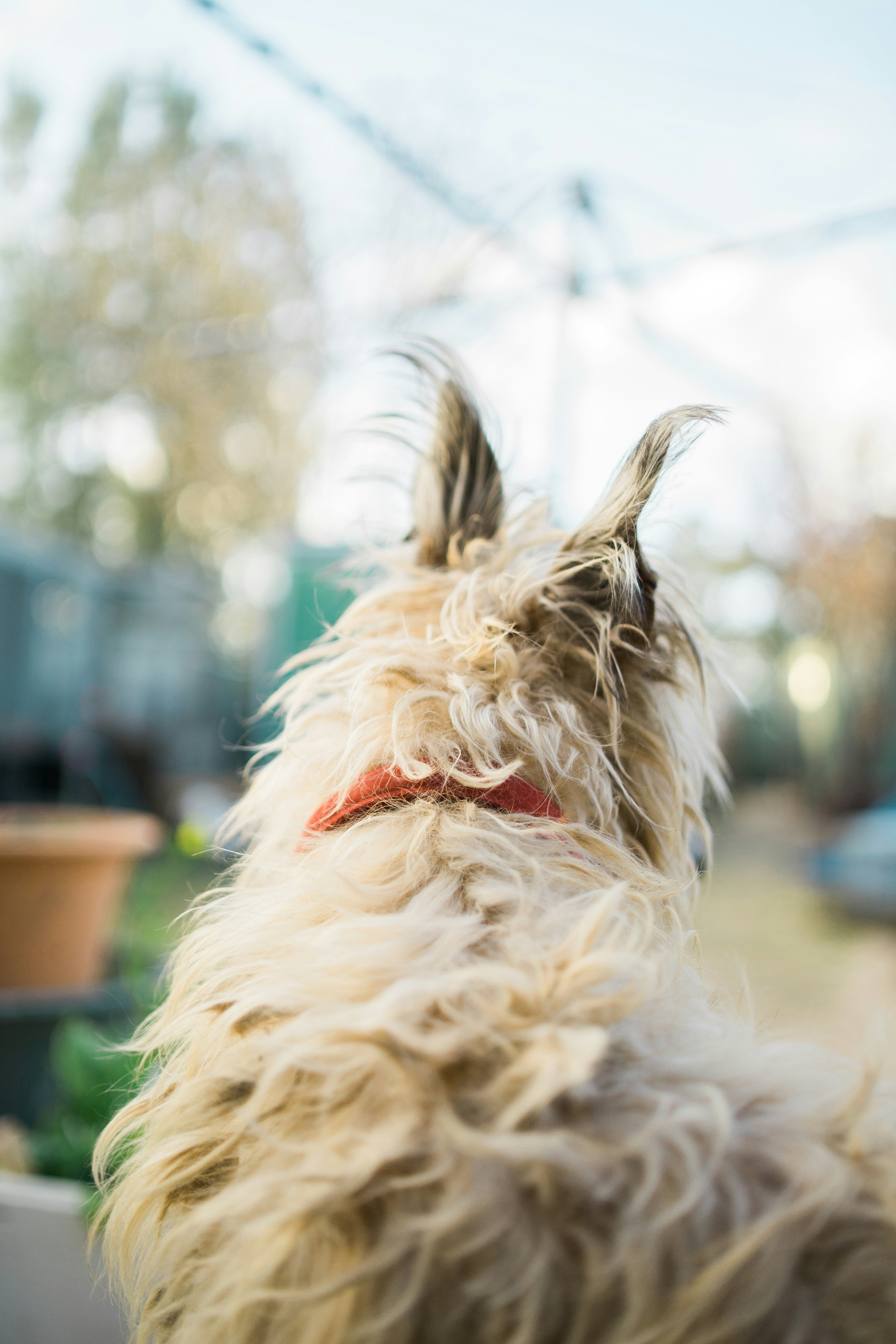 Backlit Whiskers: A Dog's Perspective from the Tail-end