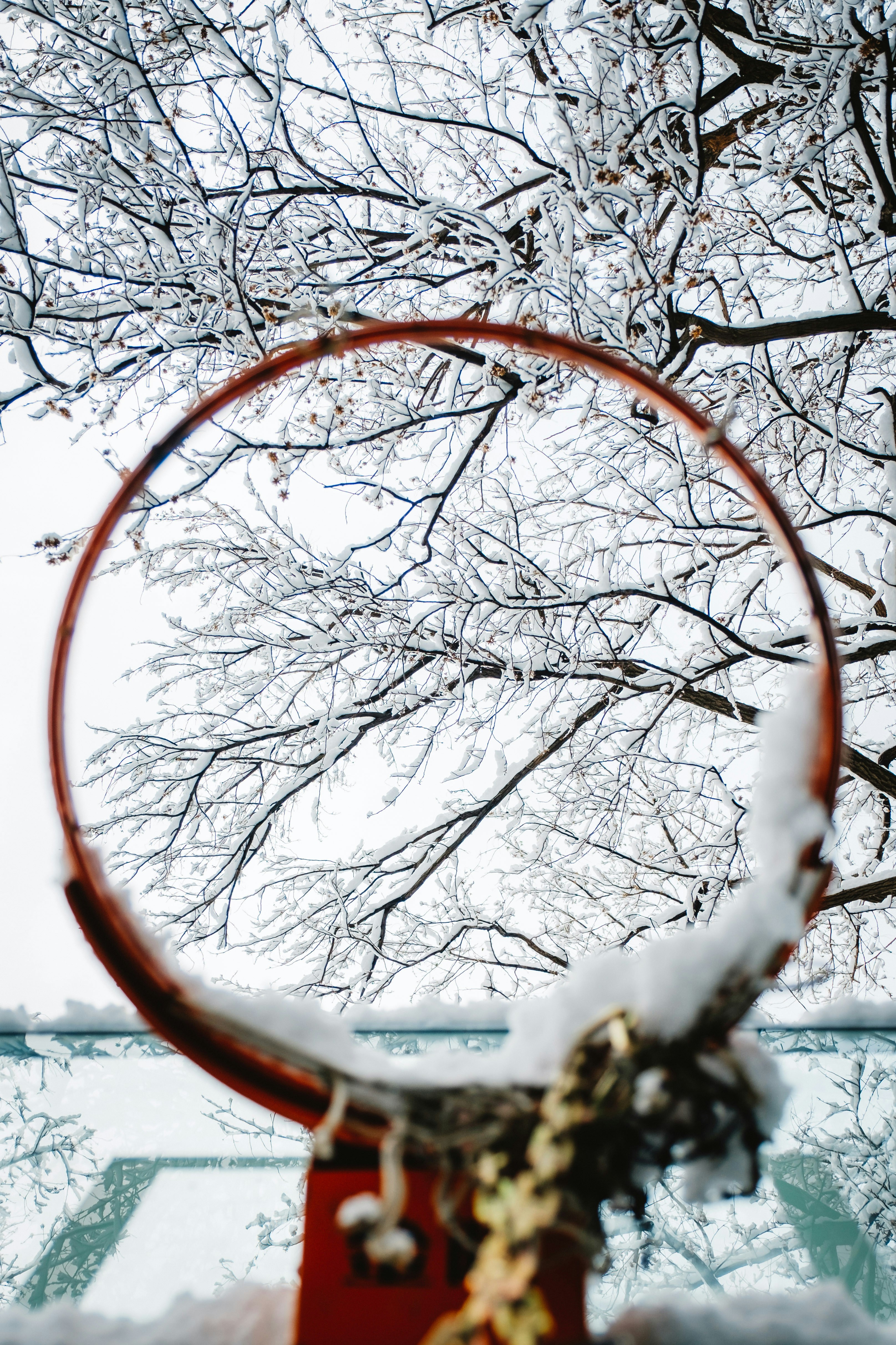 A snow-covered basketball hoop frames a delicate, frost-laden tree branch against a bright winter sky.