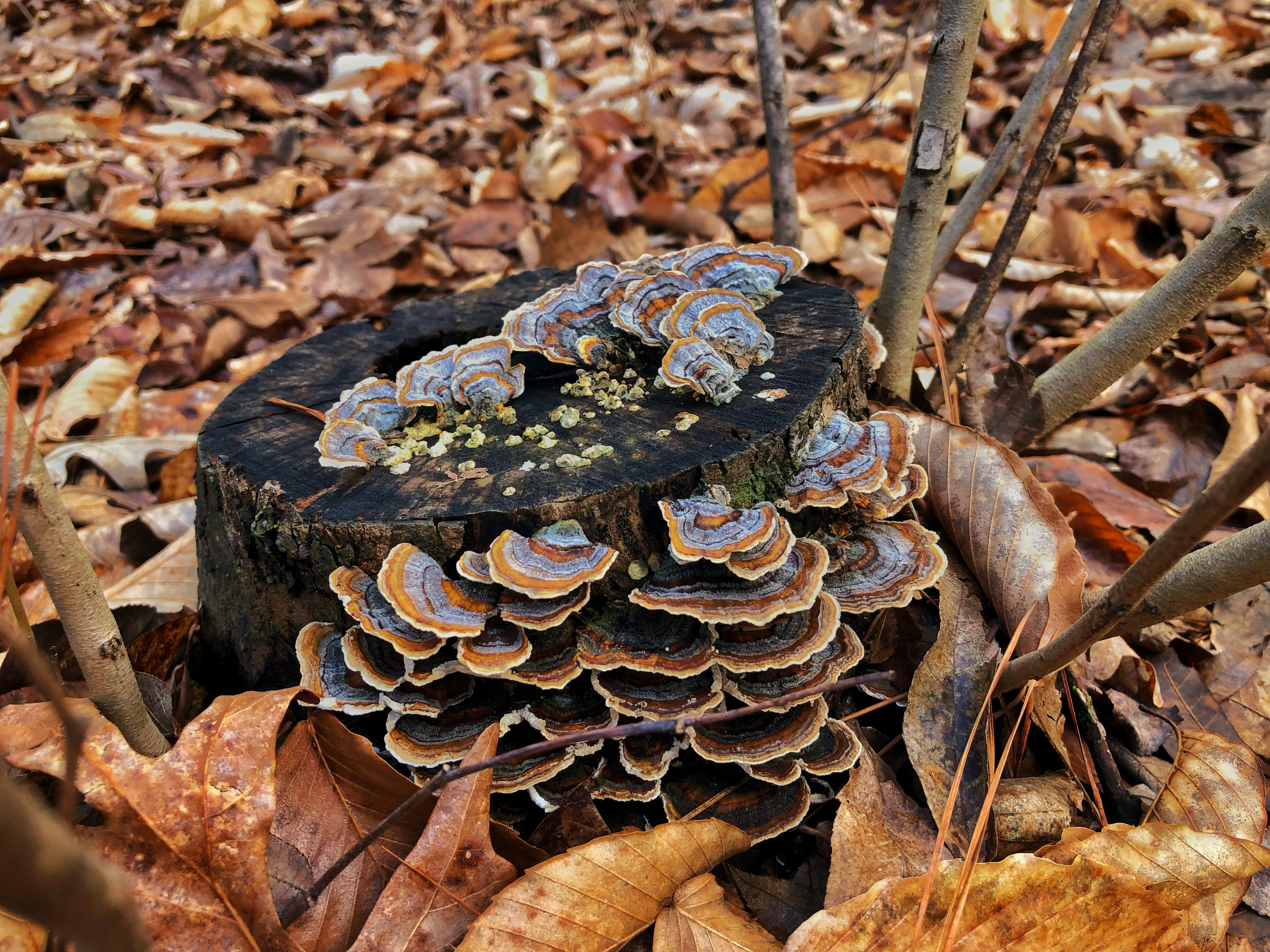 Mushroom Community #2