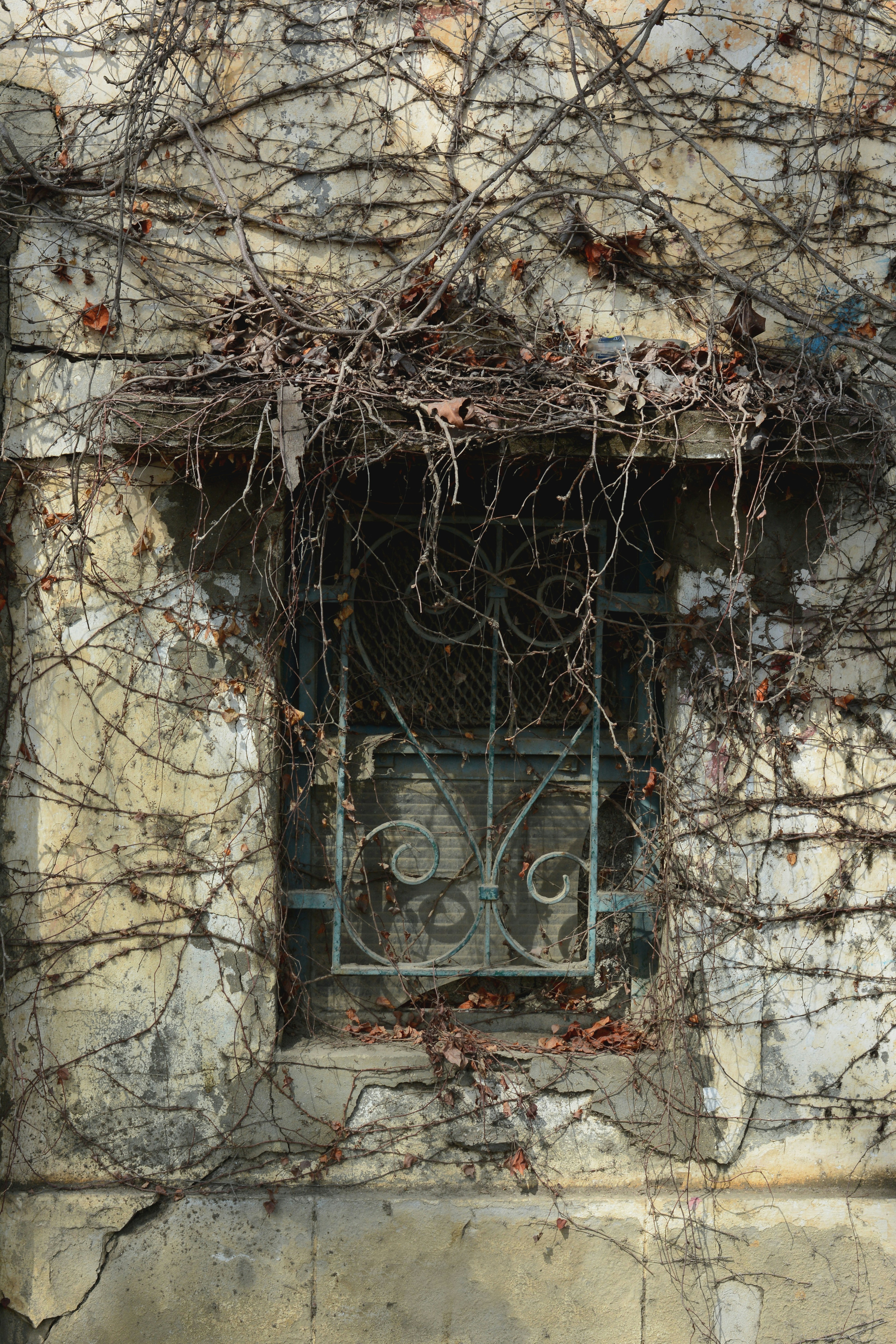 closed blue metal window surrounded with twigs
