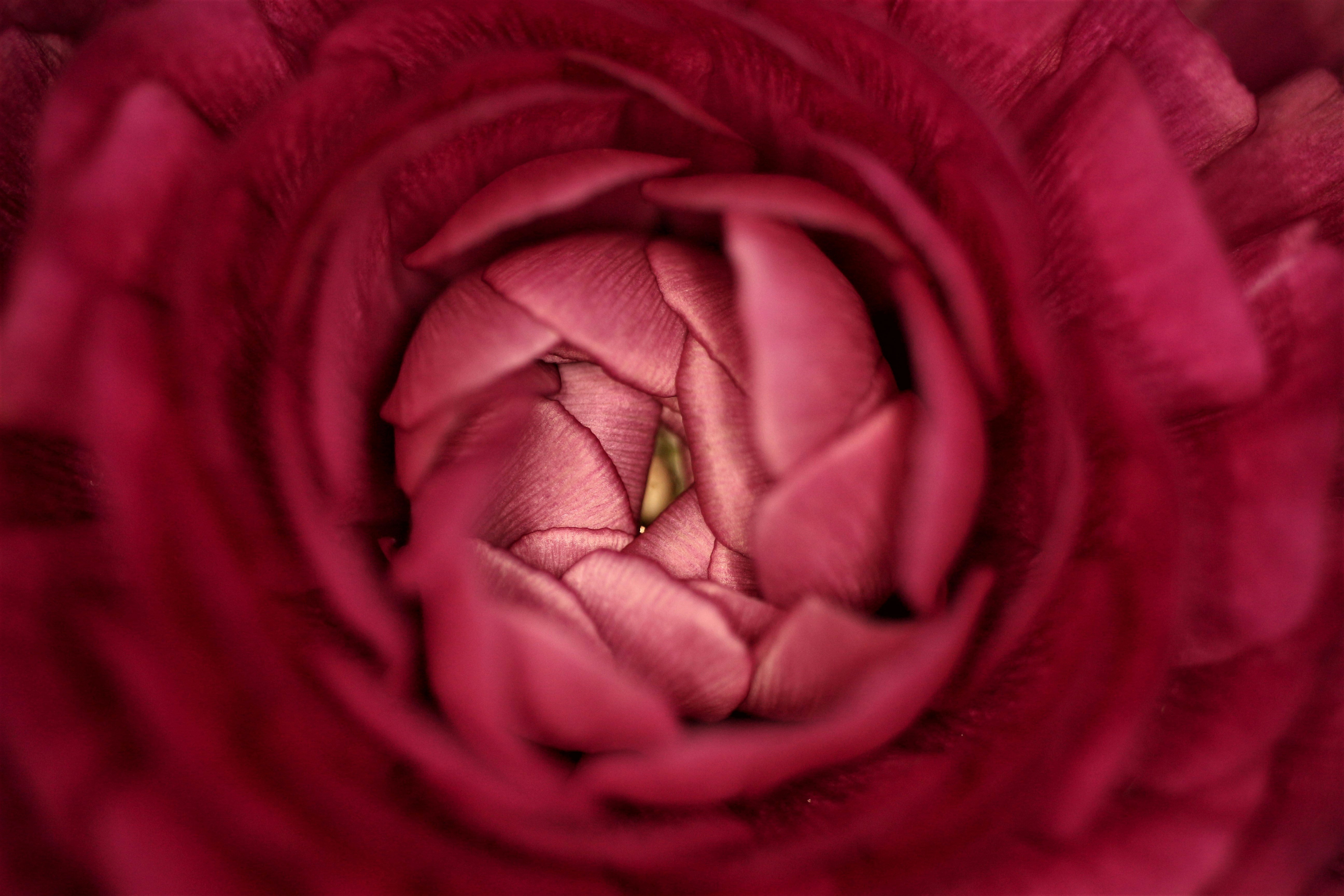 Core of Crimson: A Macro Spiral in Petal Depth