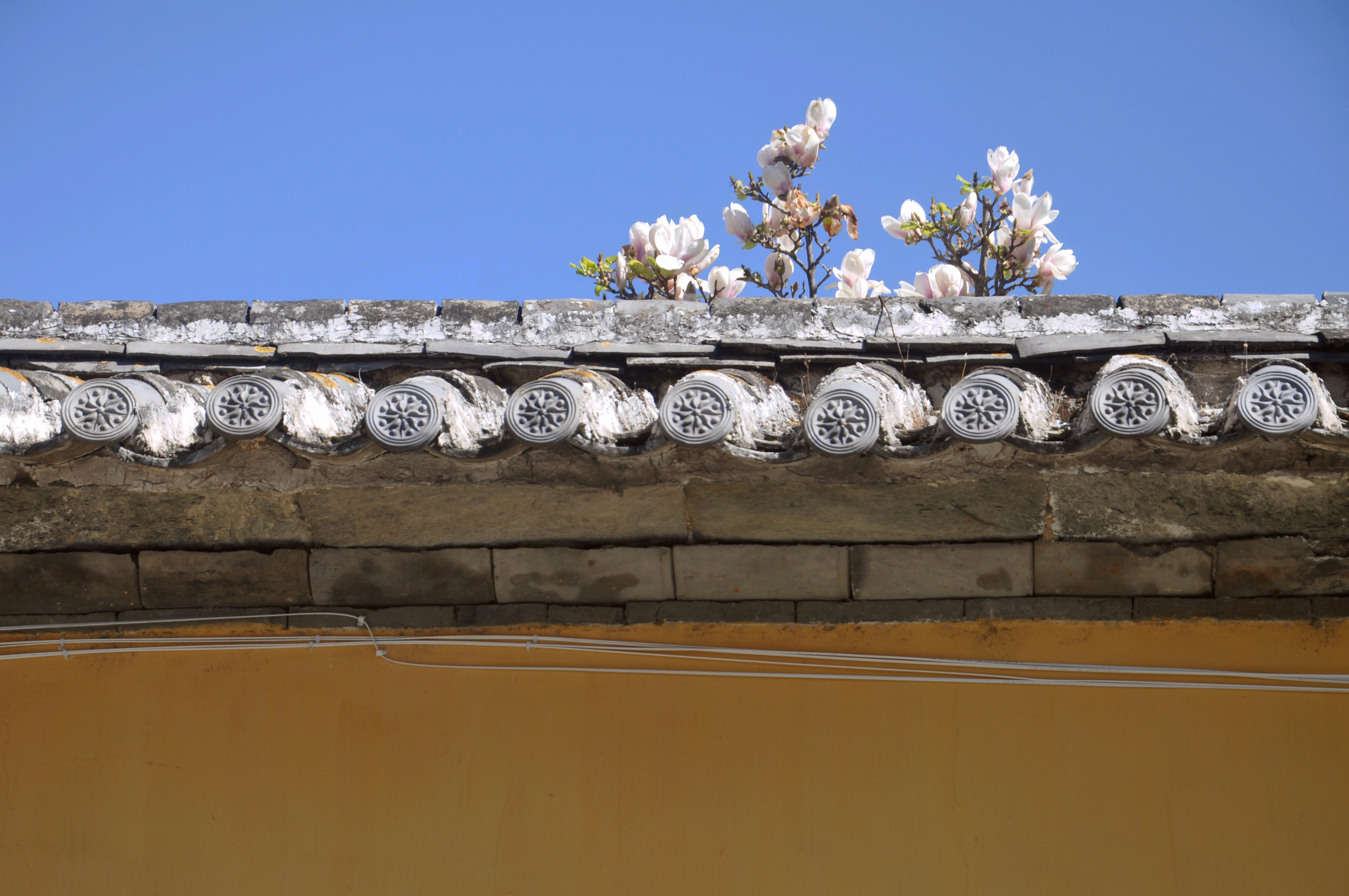Cherry Blossoms Over Ancient Roof