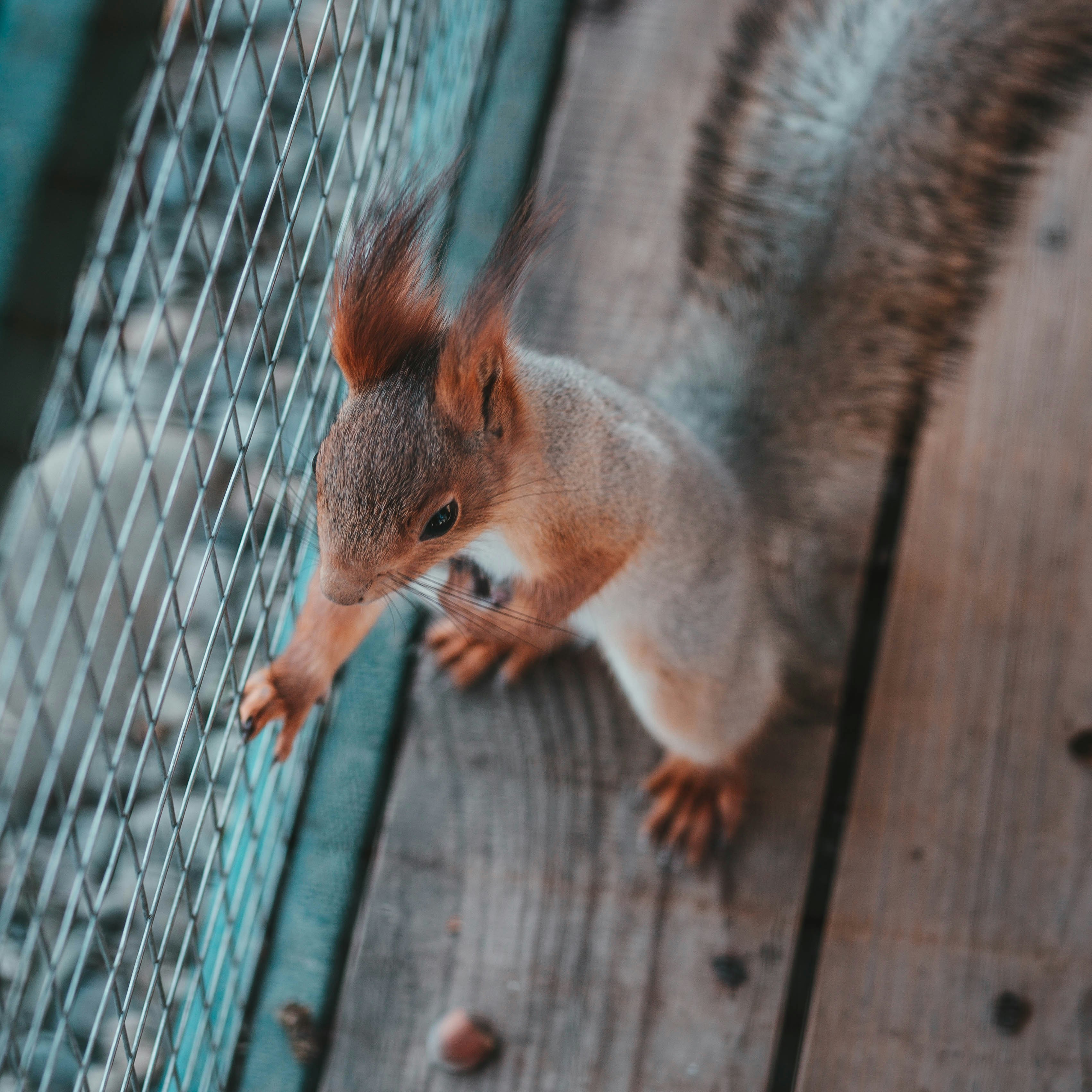 Through the Mesh: A Curious Squirrel Reaches Toward the Camera