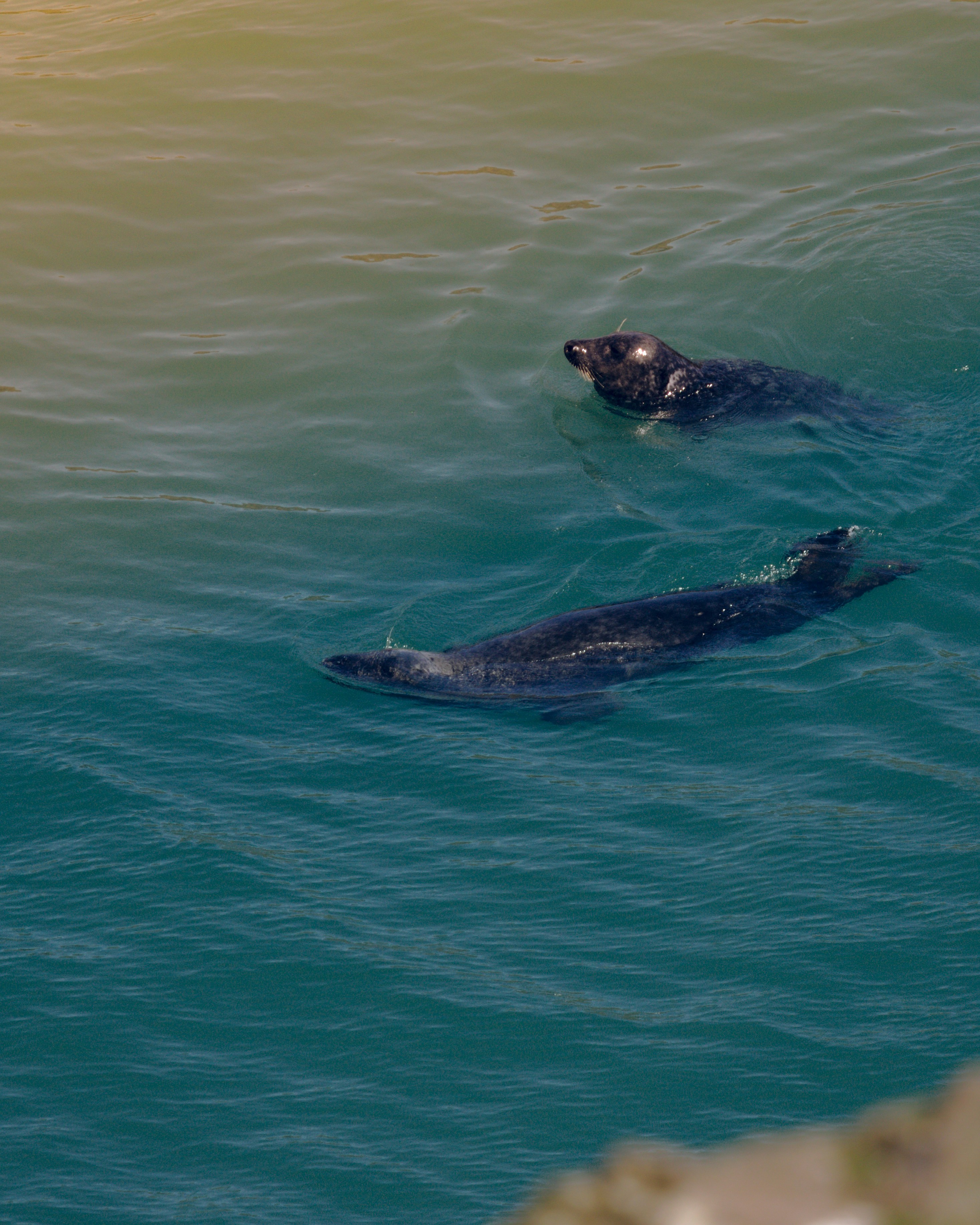 Two earless seals swimming on body of water during daytime photo – Free ...