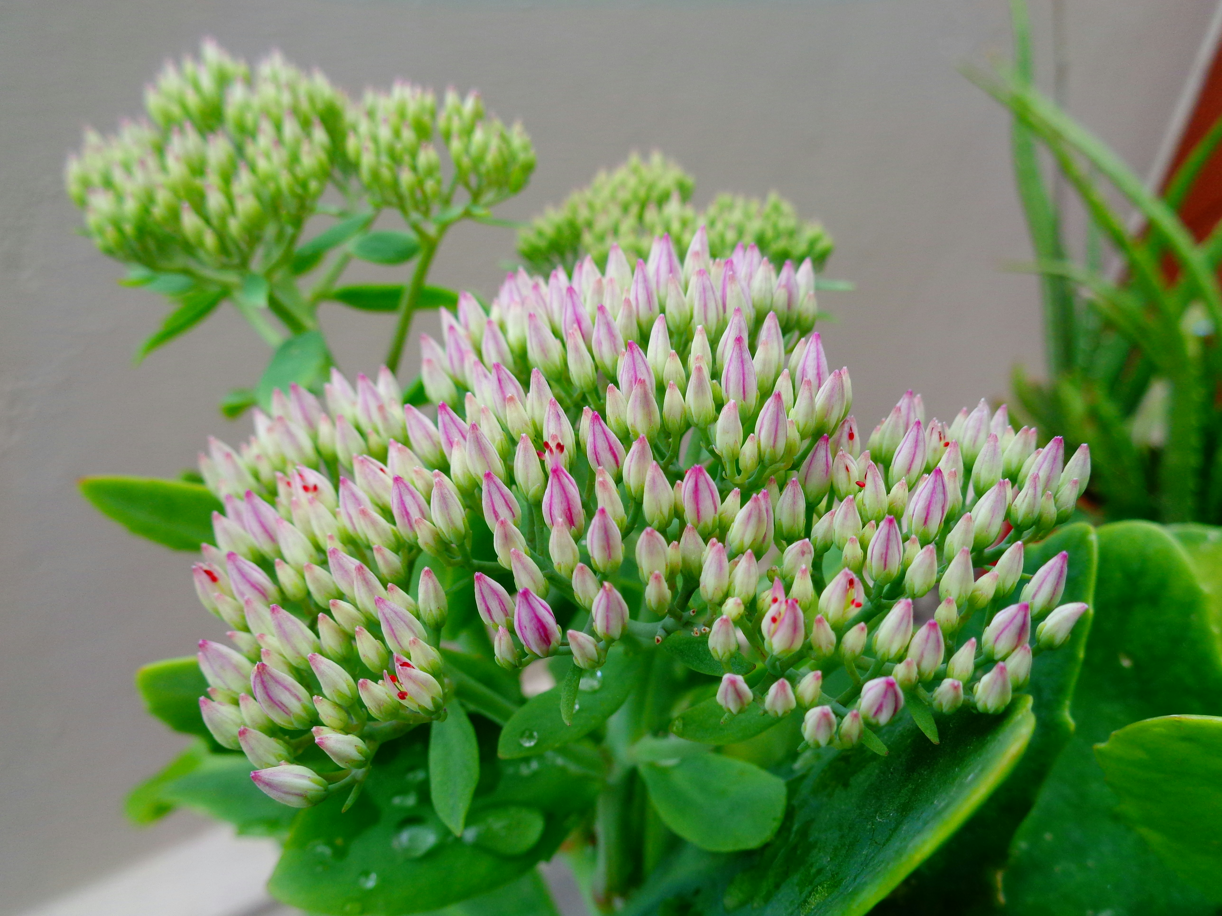 Sample photo from Sony Cyber-shot W830