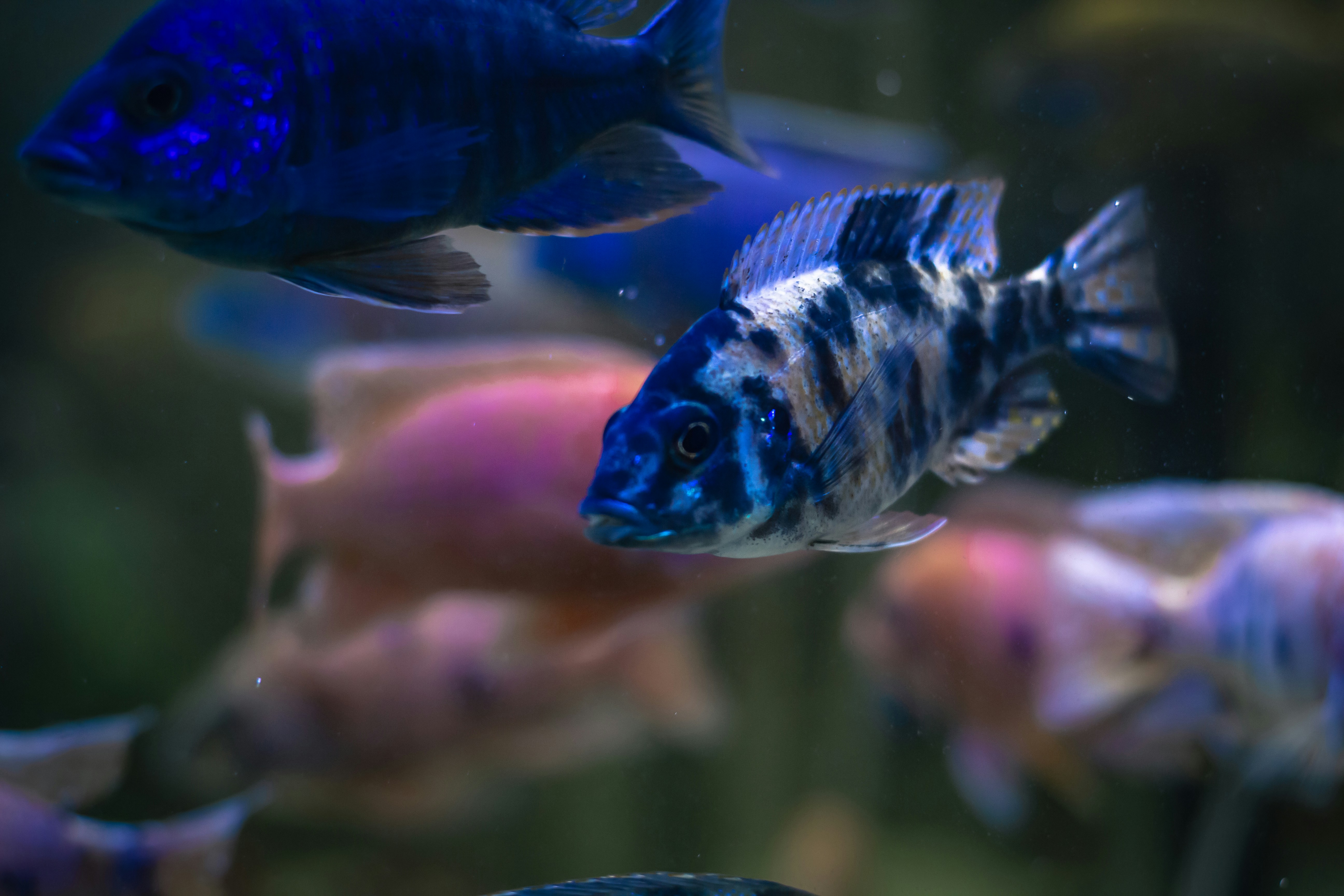 Selective focus photography of two blue fish photo – Free Sea Image on ...
