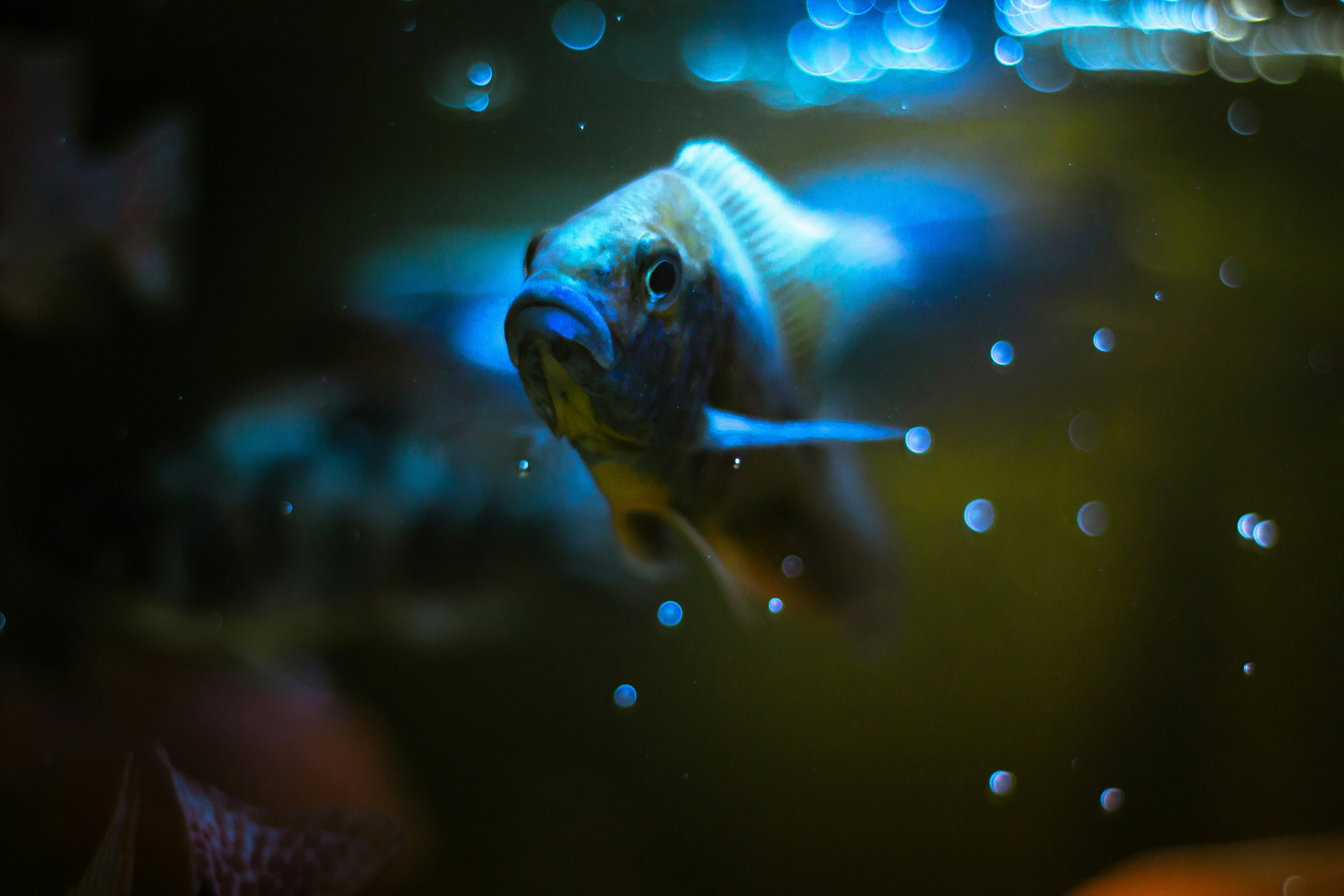 Blue and beige fish photo – Free Sea Image on Unsplash