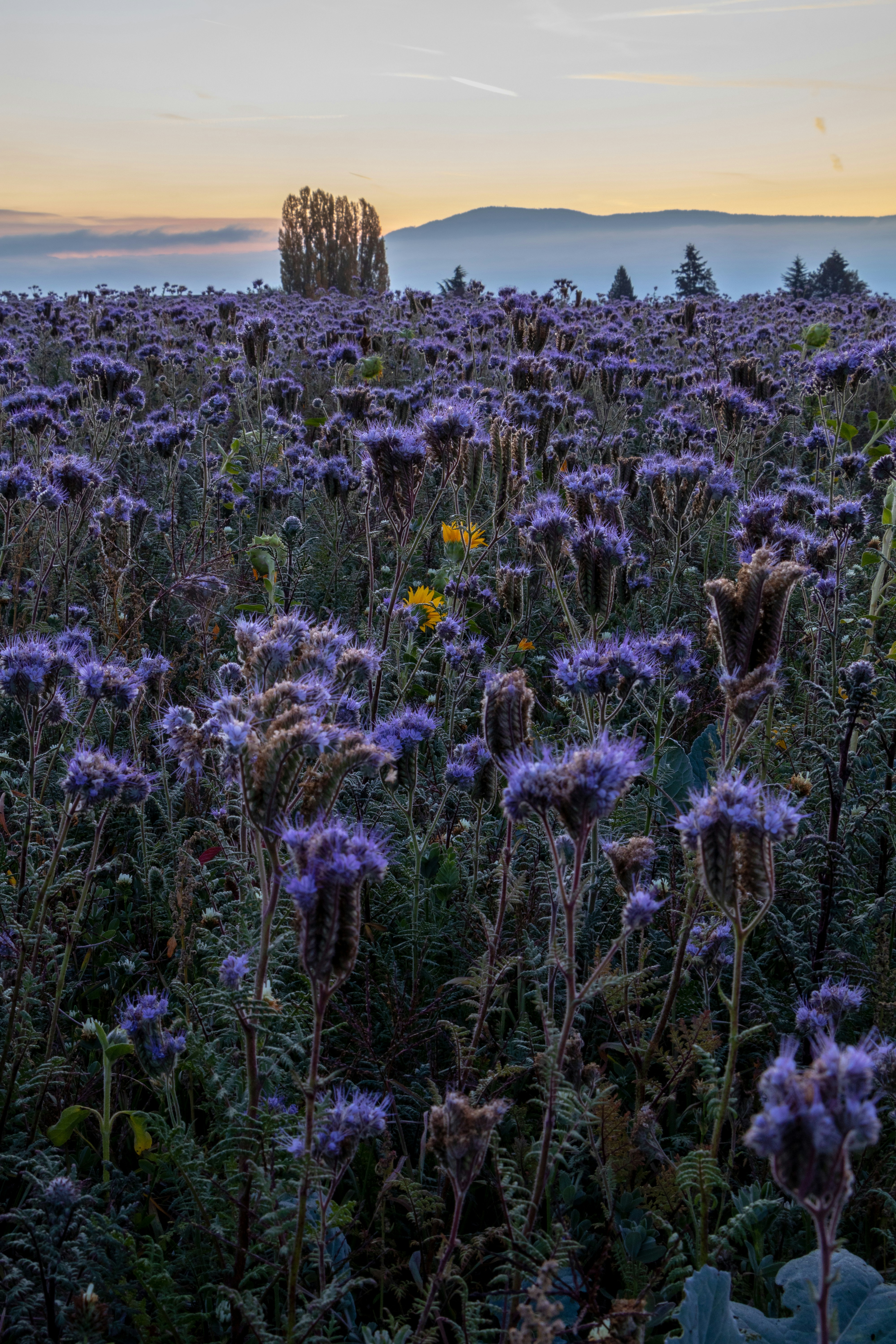 Dusk over a Lavender Field: A Sea of Purple with a Hint of Yellow
