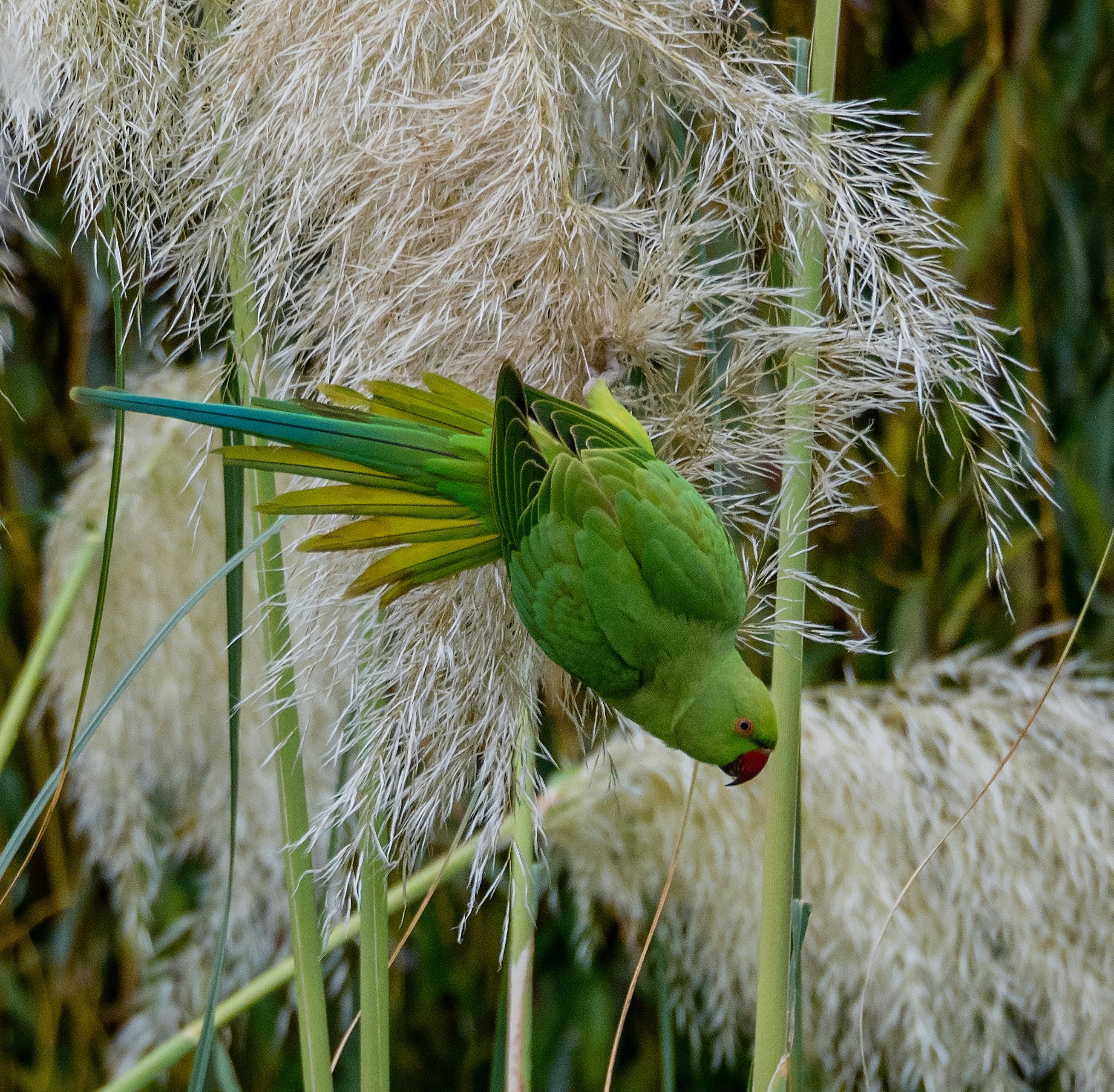 green bird perched on tree during daytime