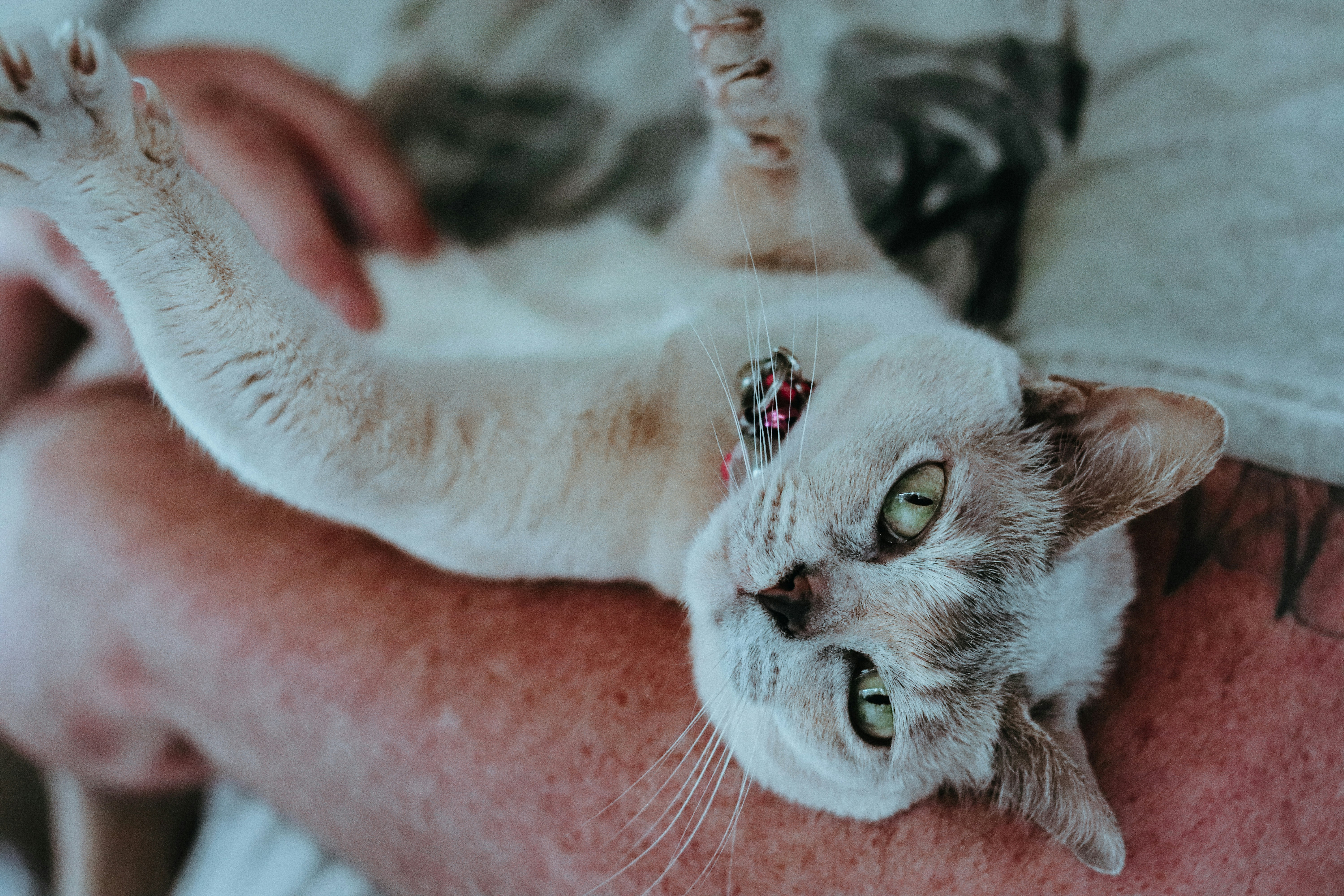 A playful cat sprawled comfortably on a person's arm, showcasing its relaxed demeanor and unique markings.